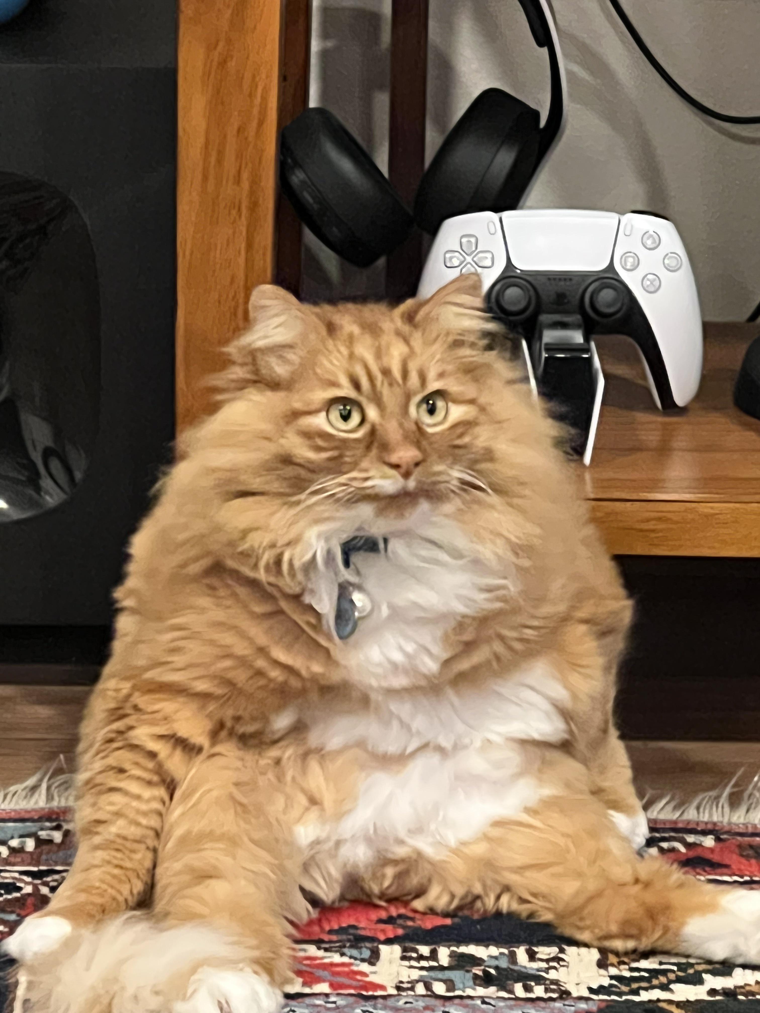 r/floof said you guys would appreciate this recent picture of Nigel lol | Scrolller