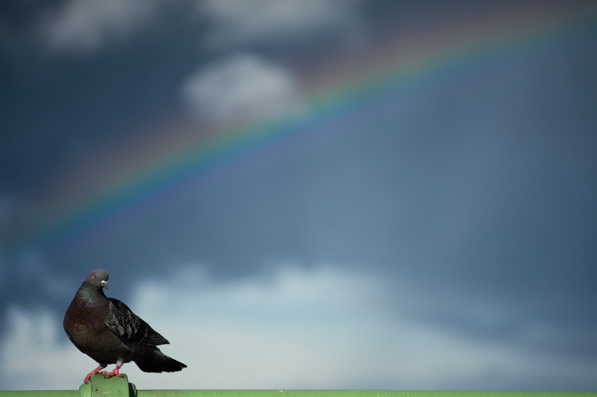 Rainbow Pidgeon | Scrolller