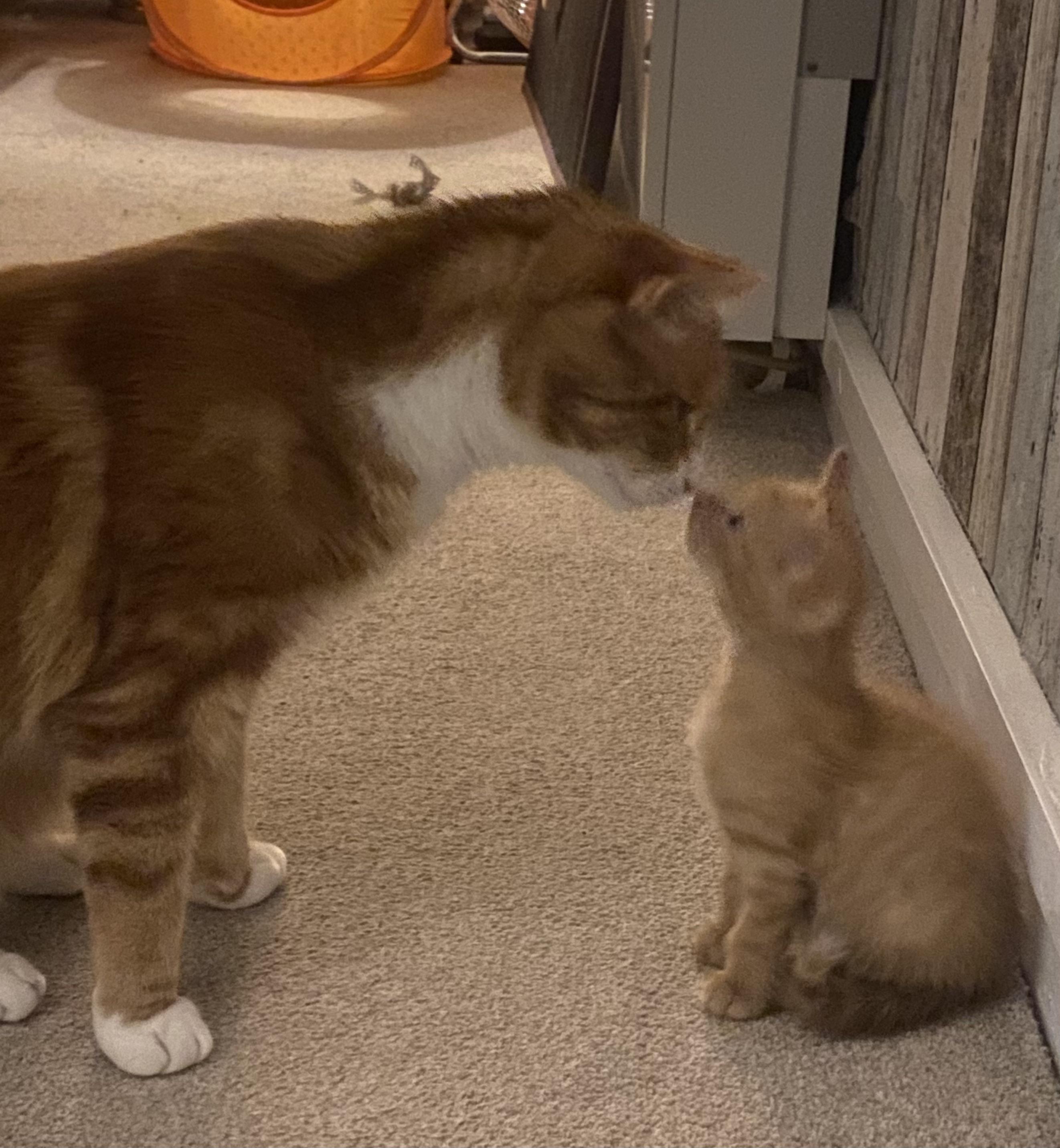 Rare footage of the brain cell transfer | Scrolller