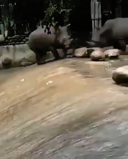 Rare instance of a graceful rhino | Scrolller