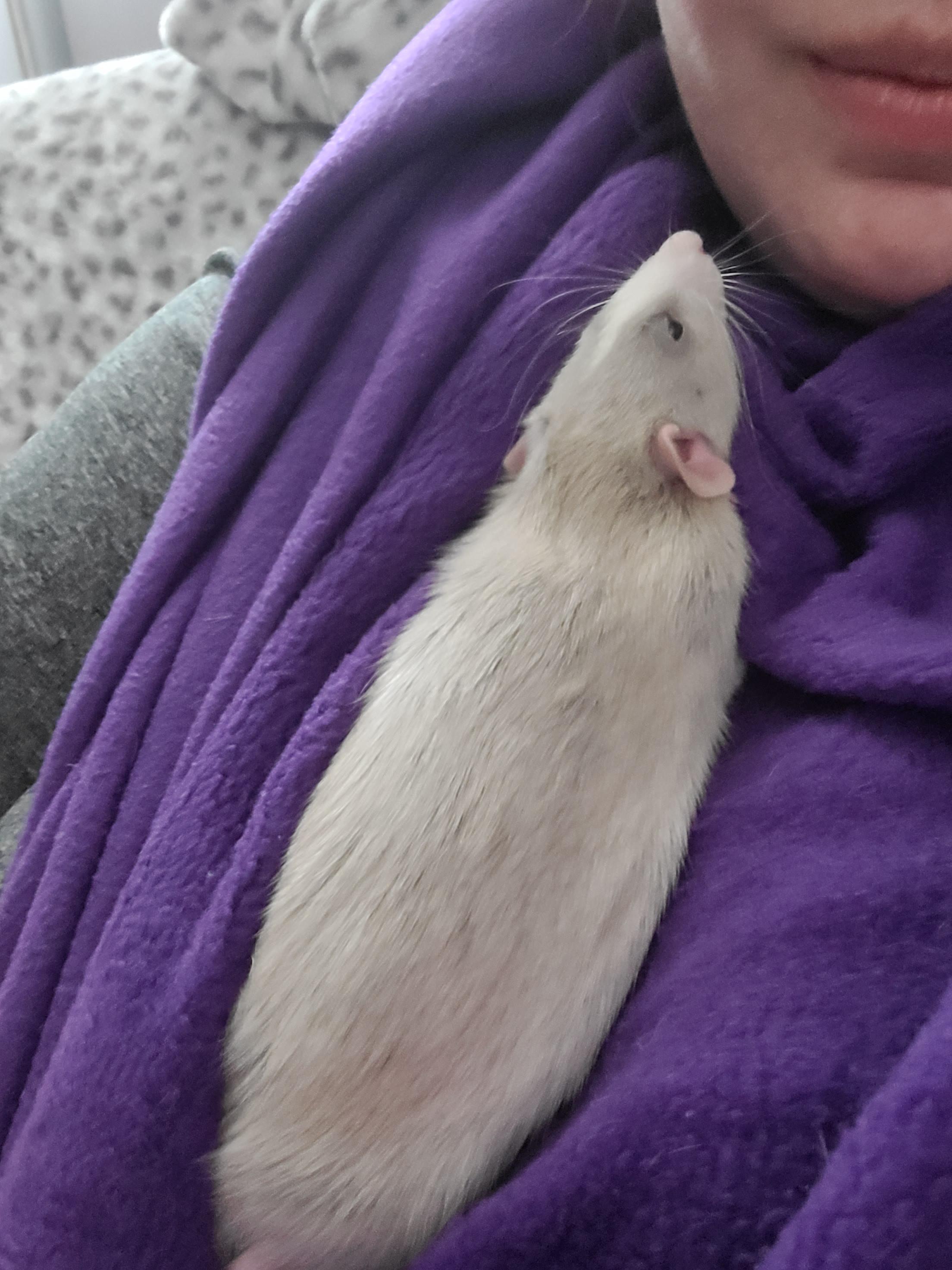 Rat loaf 🍞 | Scrolller