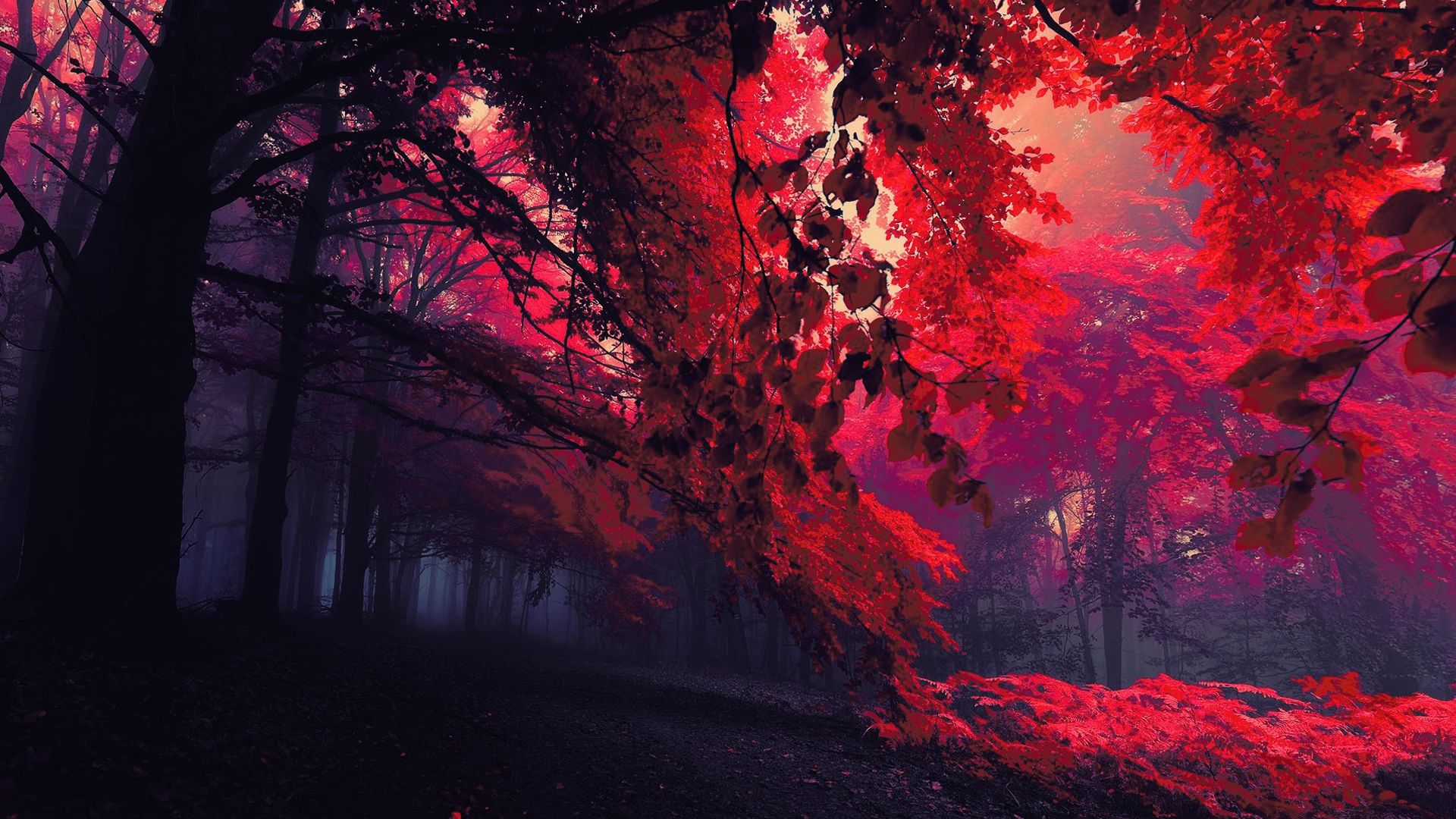 Red forest (1920*1080) | Scrolller