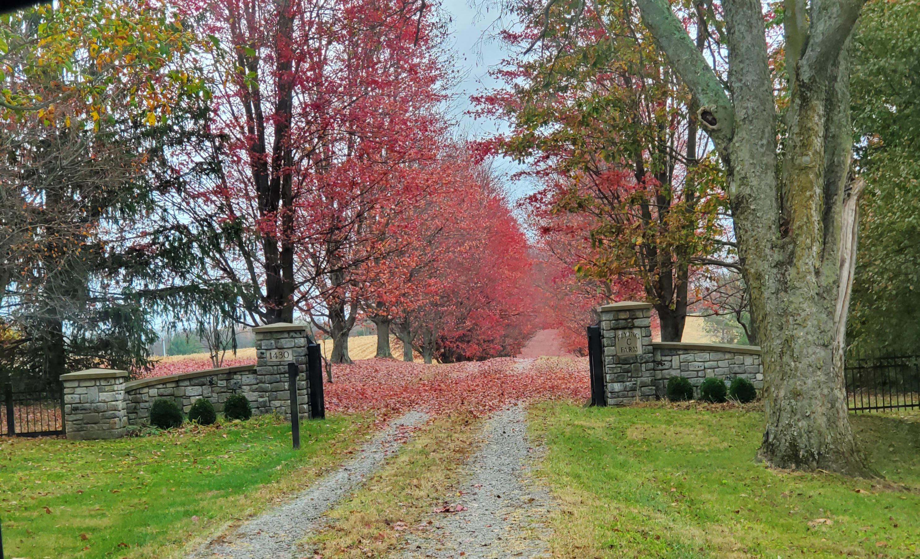 Red leaves fall on a long Kentucky driveway | Scrolller