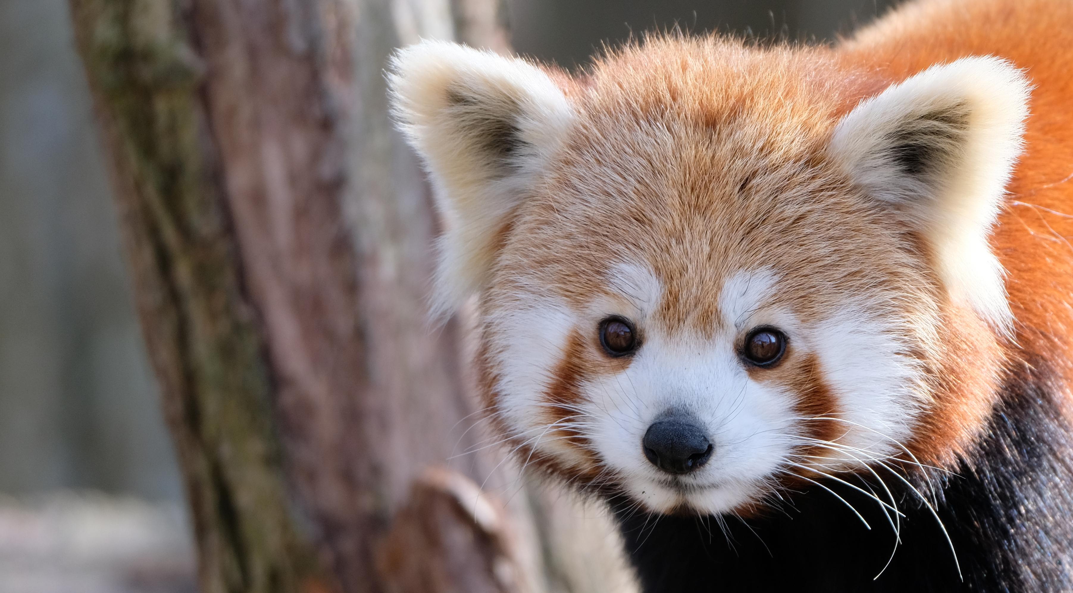 Red panda | Scrolller