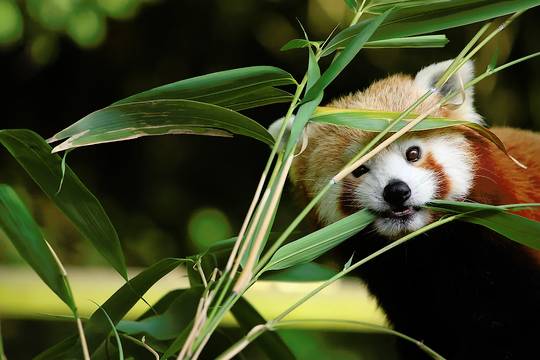 Red panda | Scrolller