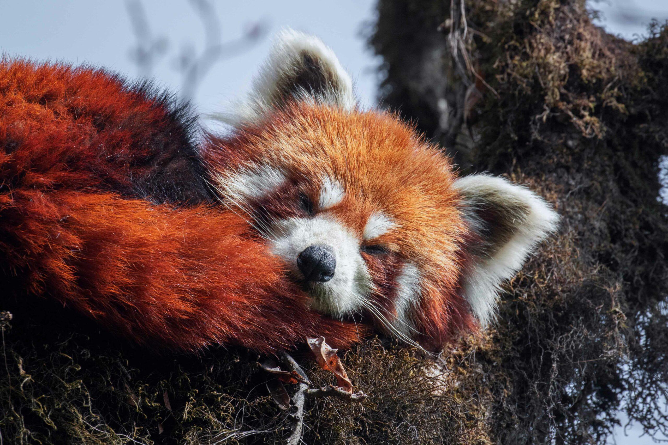 Red panda | Scrolller