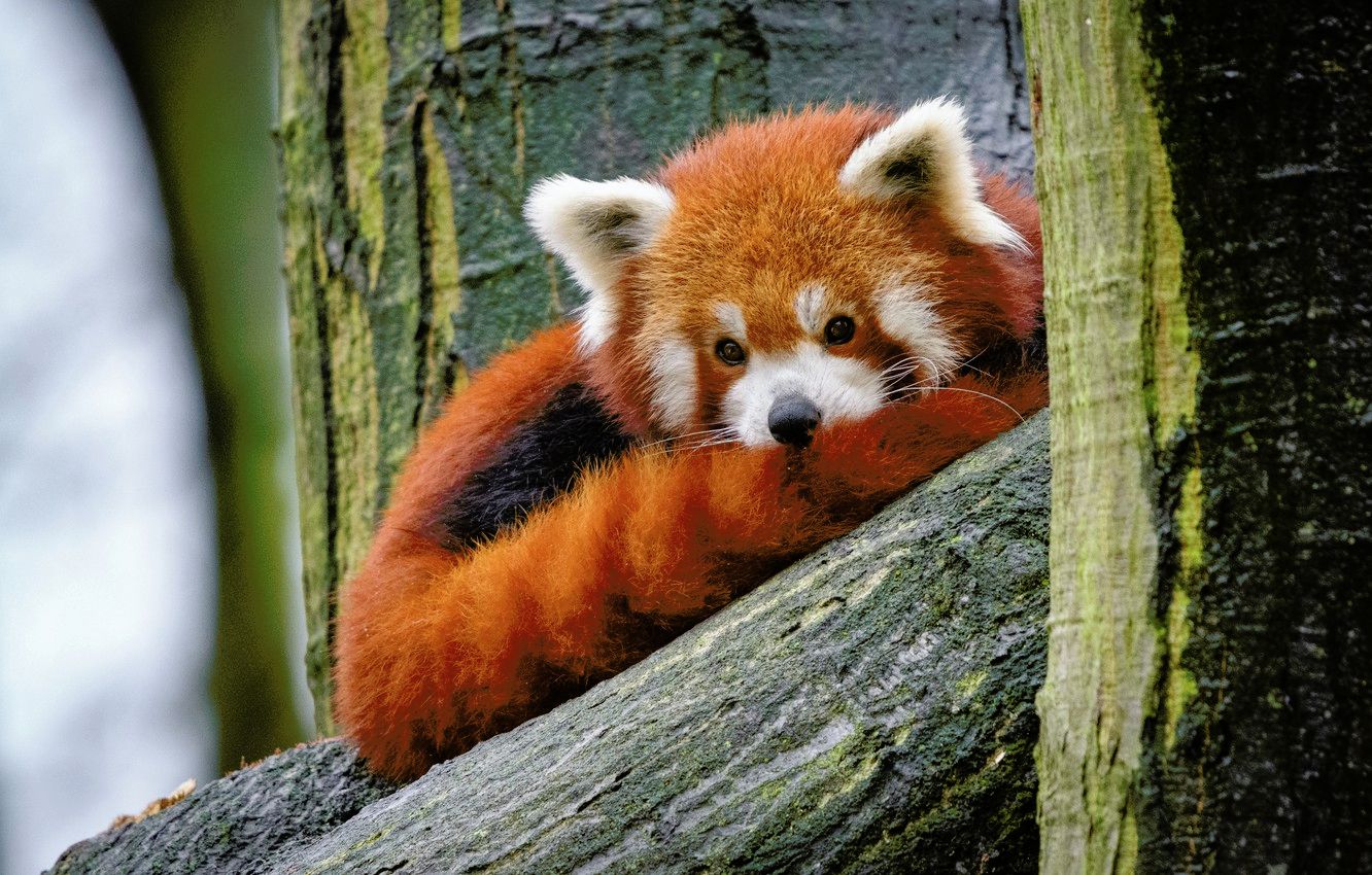 Red panda | Scrolller