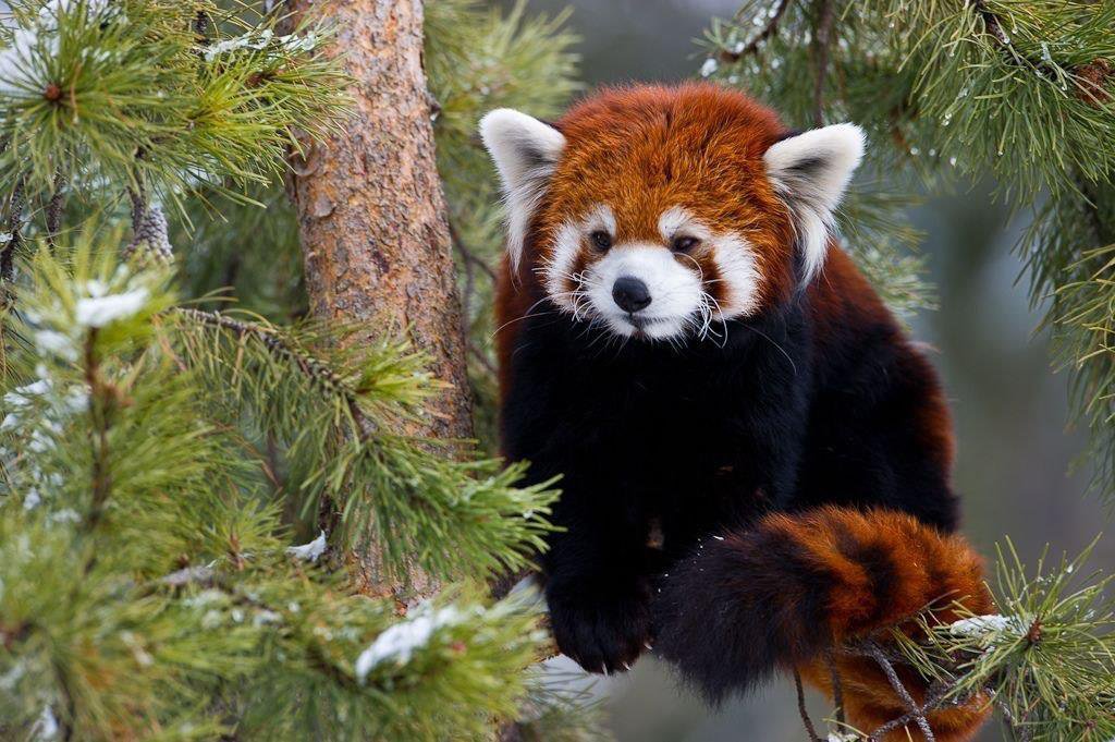 Red panda | Scrolller