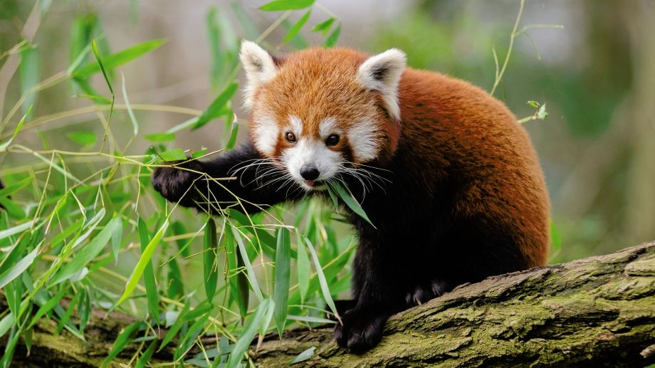 Red panda | Scrolller