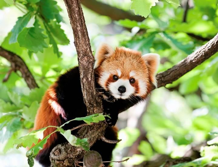 Red panda | Scrolller