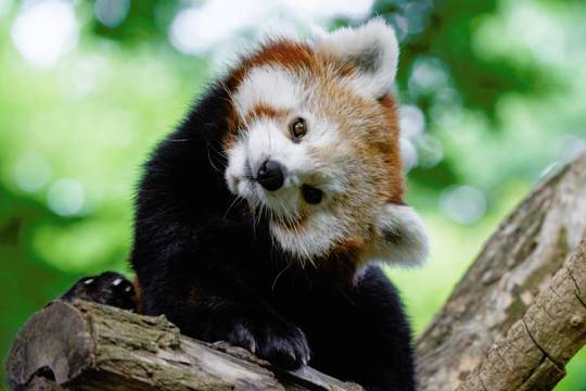 Red panda | Scrolller