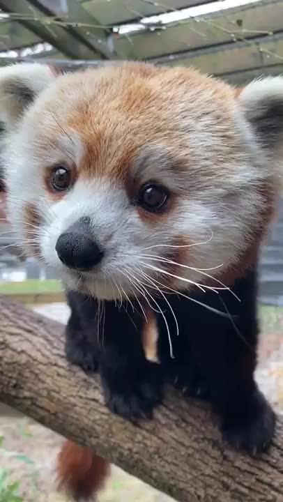 Red Panda | Scrolller