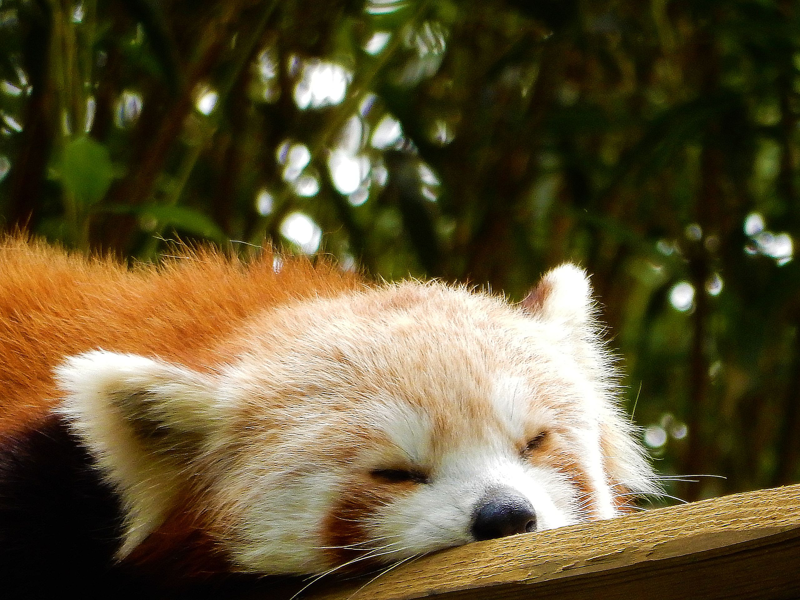 Red panda | Scrolller