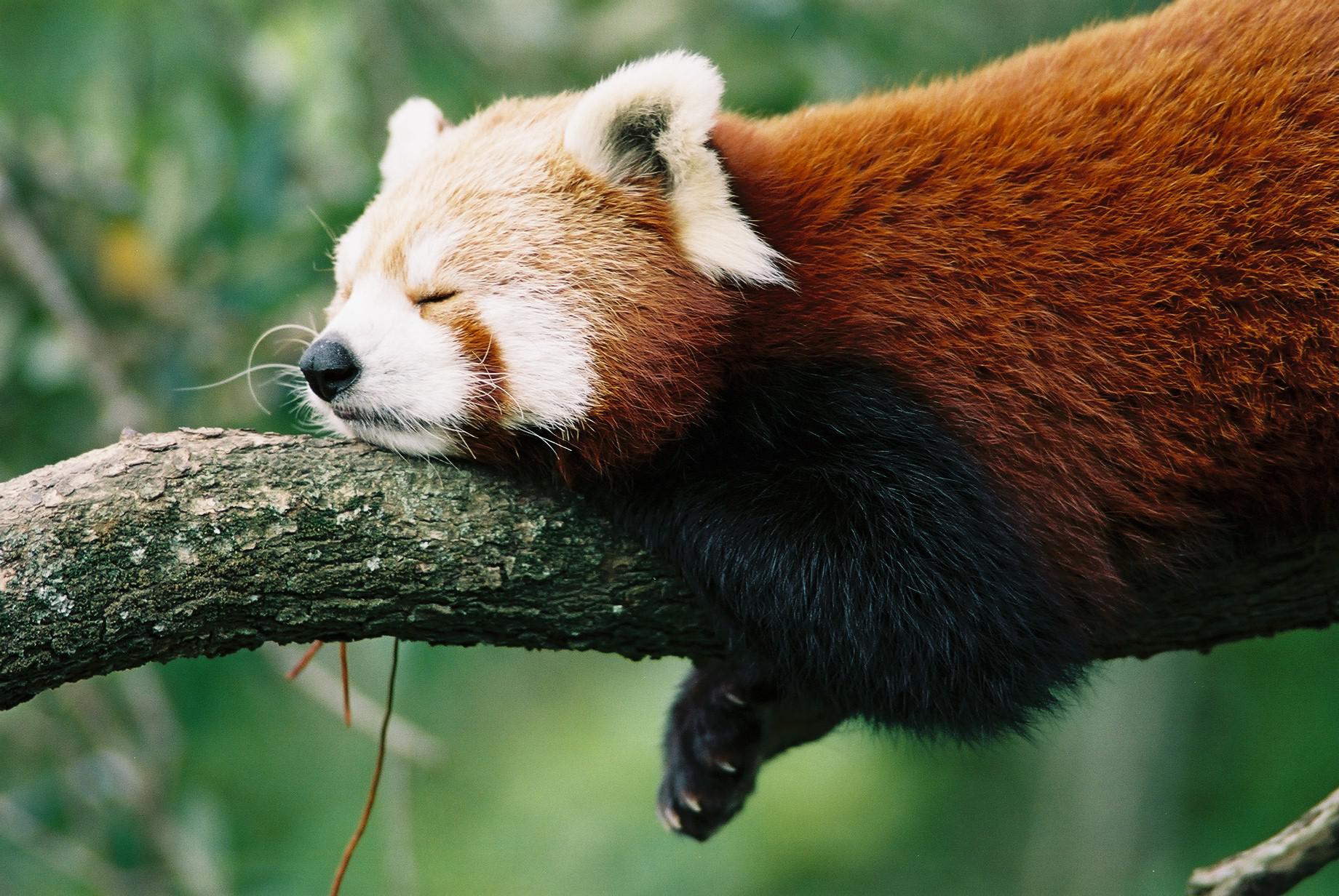 Red panda | Scrolller