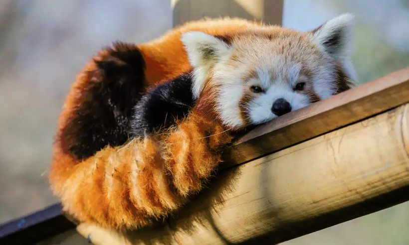Red panda | Scrolller