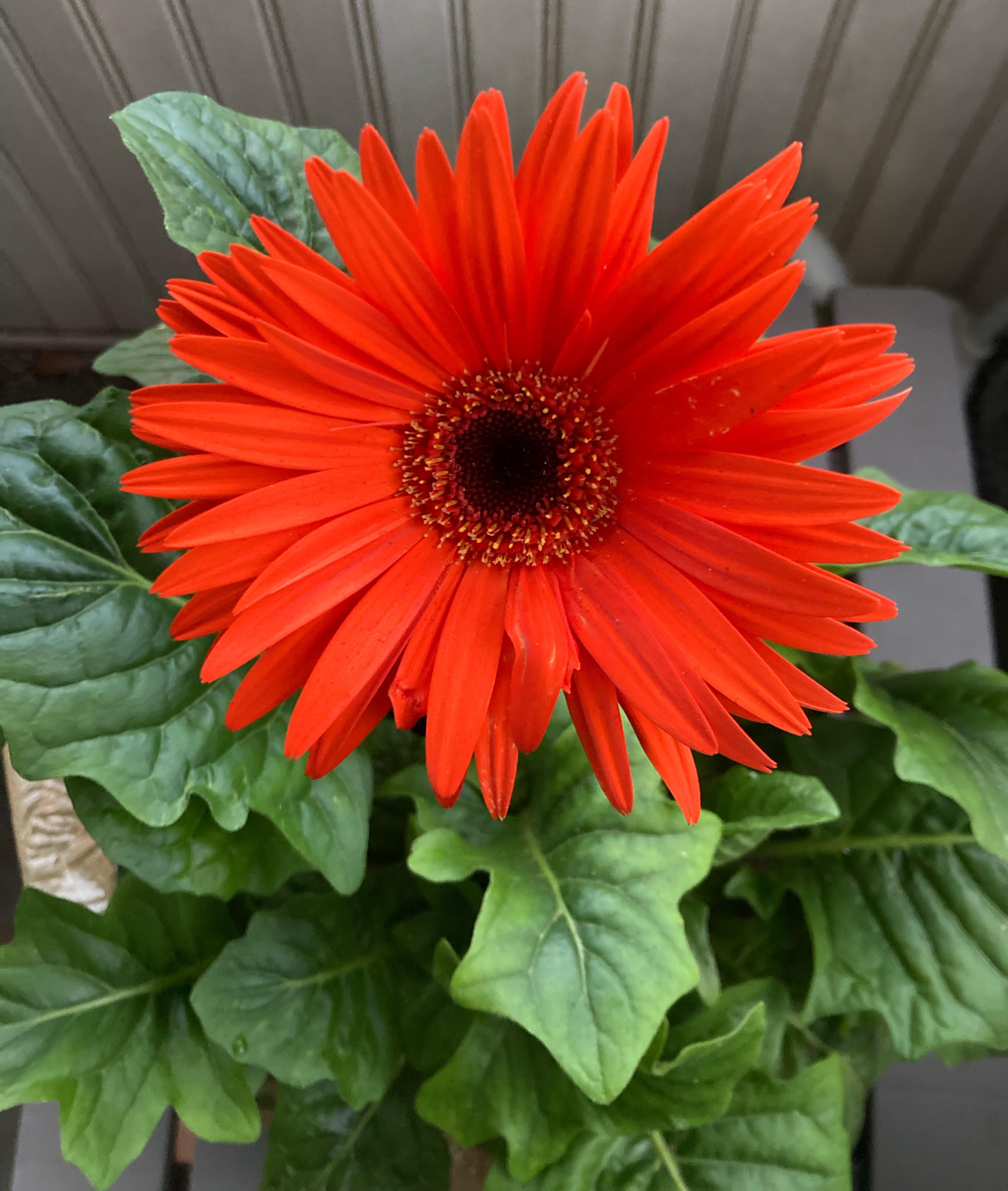 Rescued Gerber Daisy | Scrolller