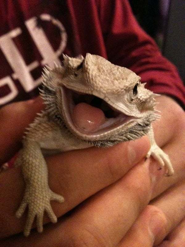 Ridiculously Photogenic Bearded Lizard | Scrolller