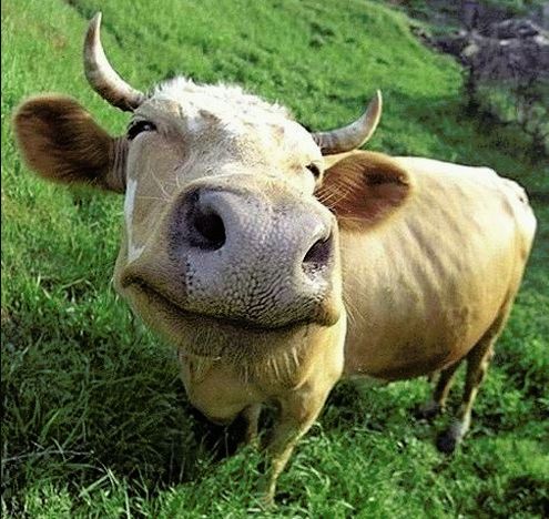 Ridiculously Photogenic Cow | Scrolller