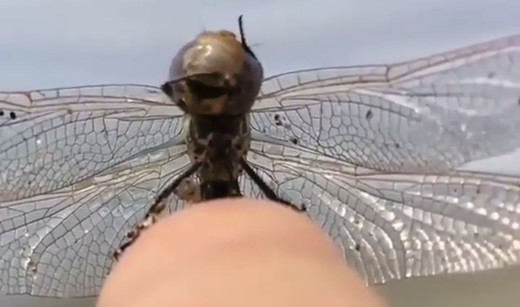 Ridiculously Photogenic Dragonfly | Scrolller