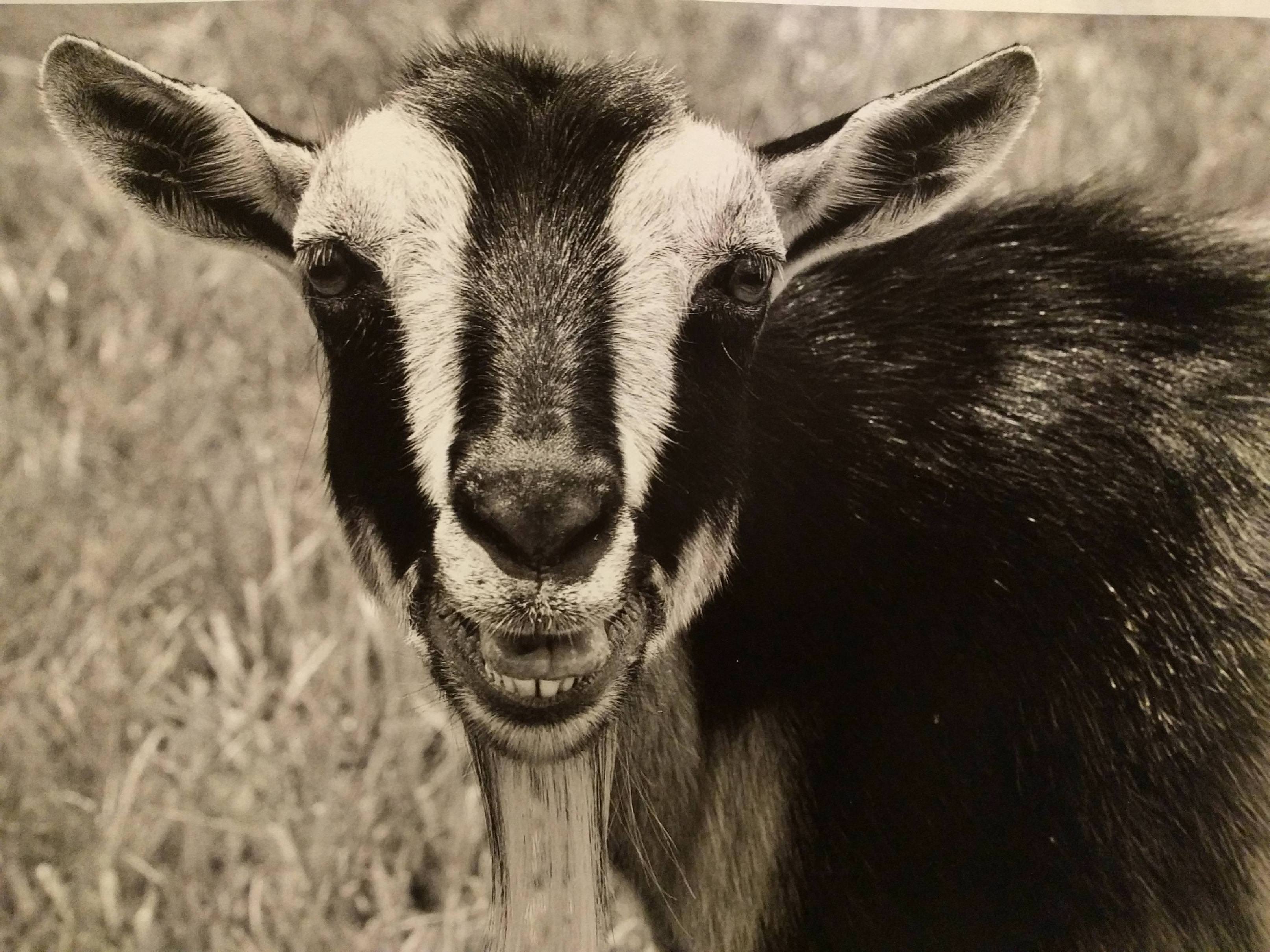 Ridiculously photogenic goat | Scrolller