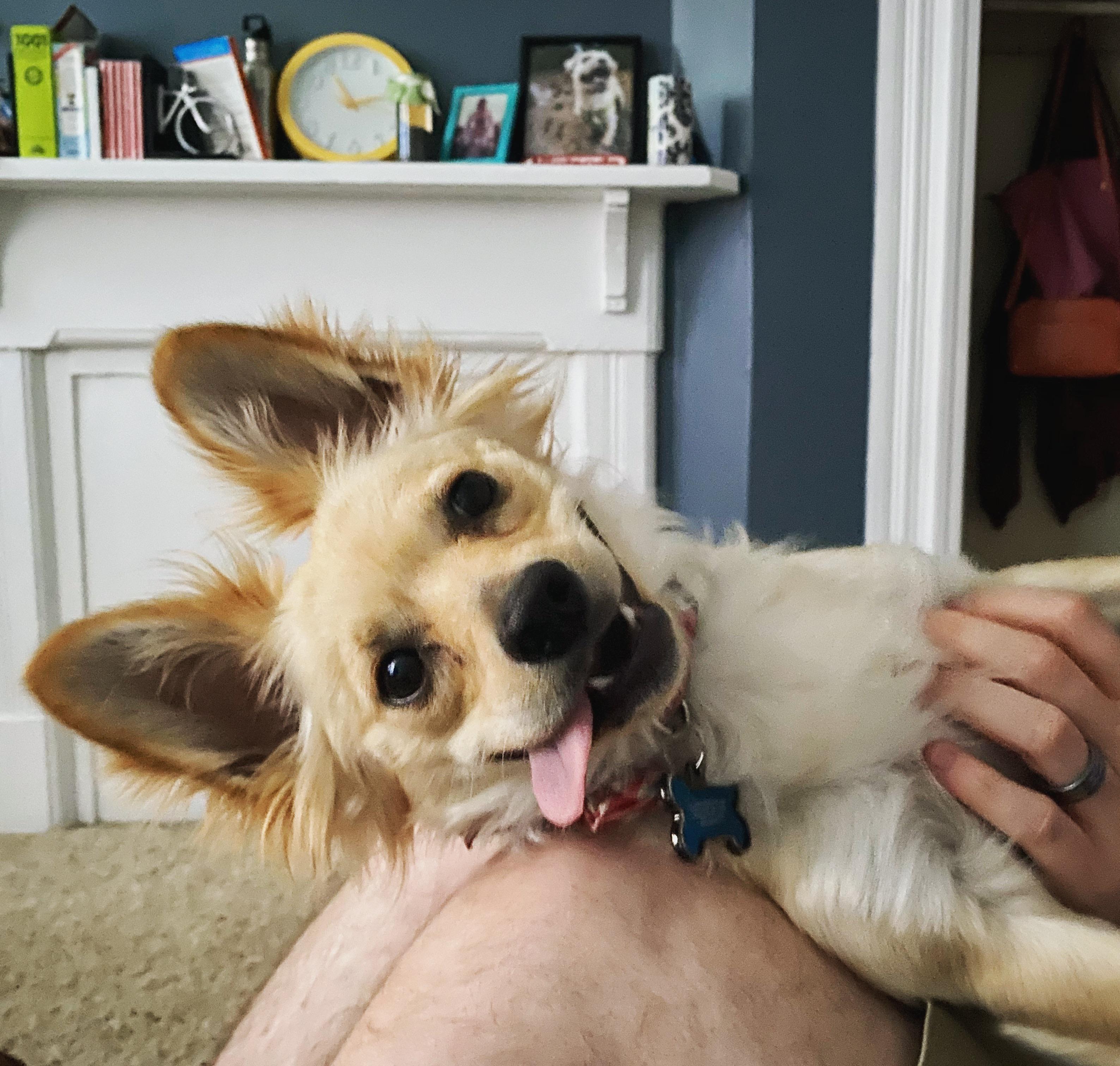 Riggs is one happy guy! His goofy grins always get me. | Scrolller