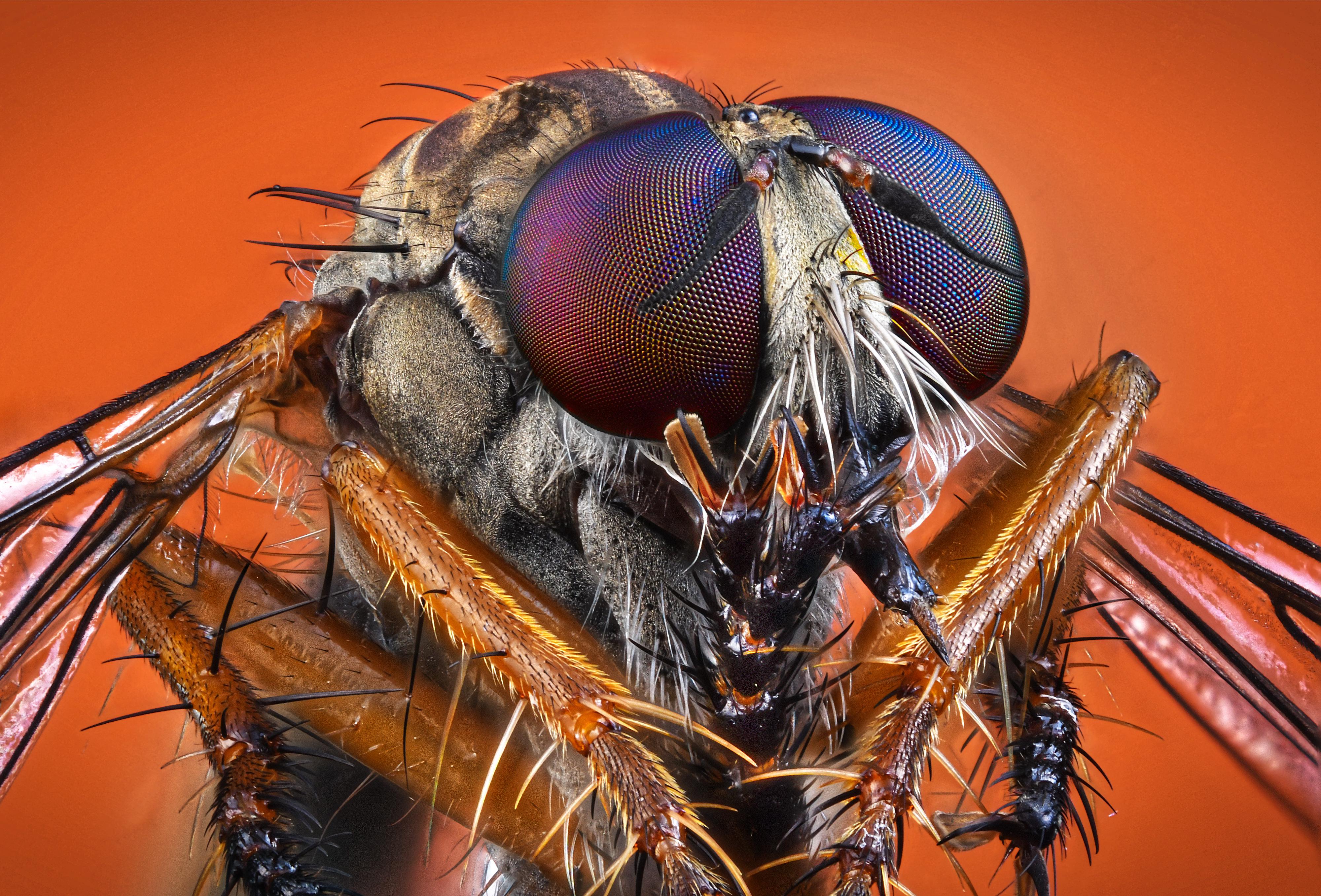 Robber fly. Details in comments. | Scrolller