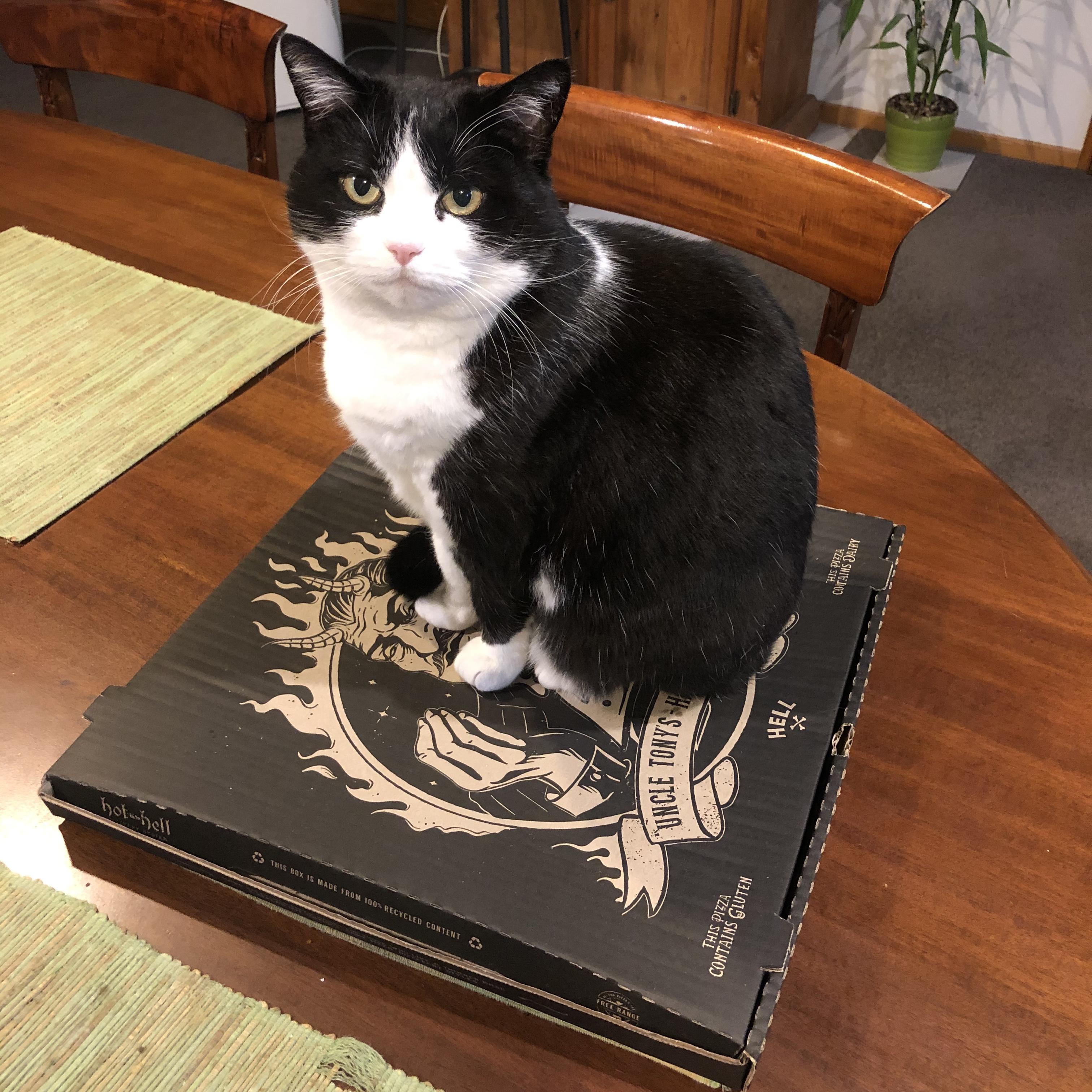 Ruby's first pizza box | Scrolller