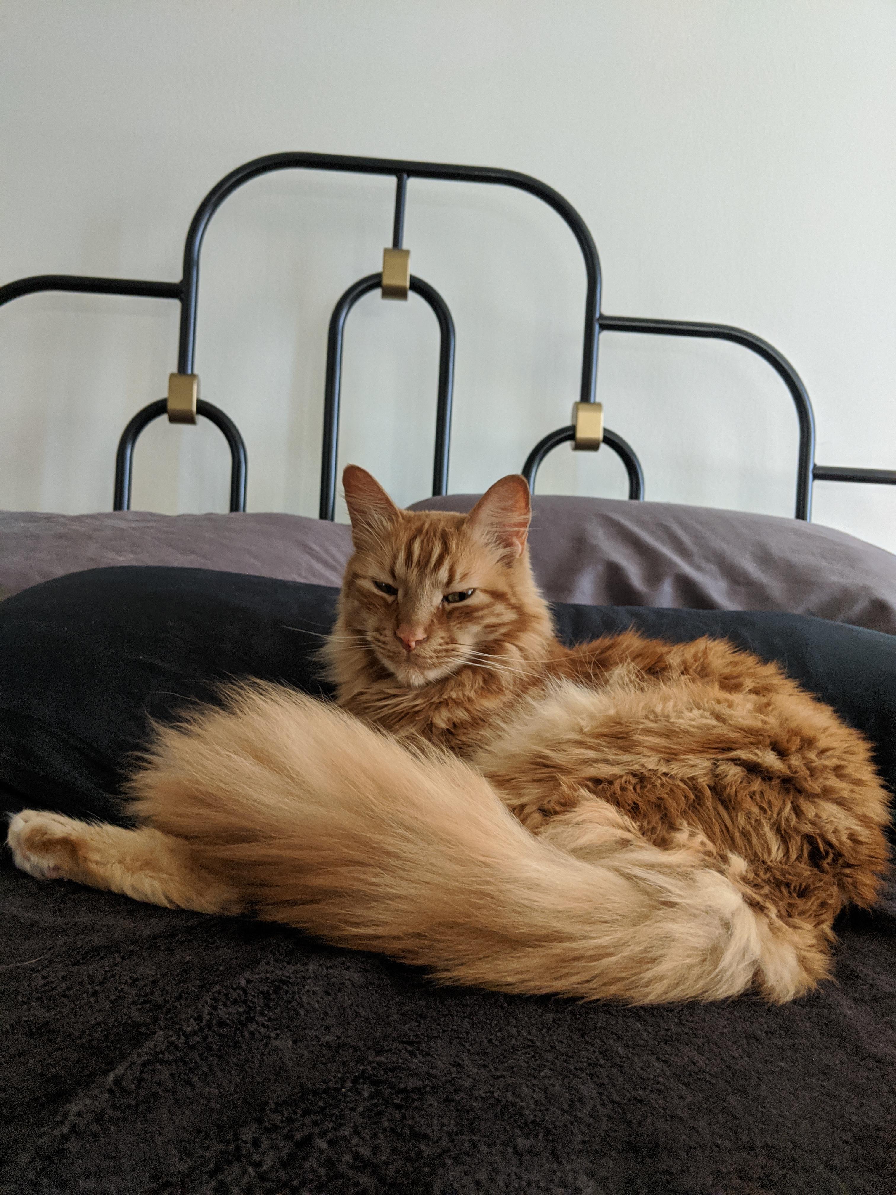 Ryan Pawsling resting his fluffy tail in between takes on a mewvie set. 🐈 🎬🎥 | Scrolller