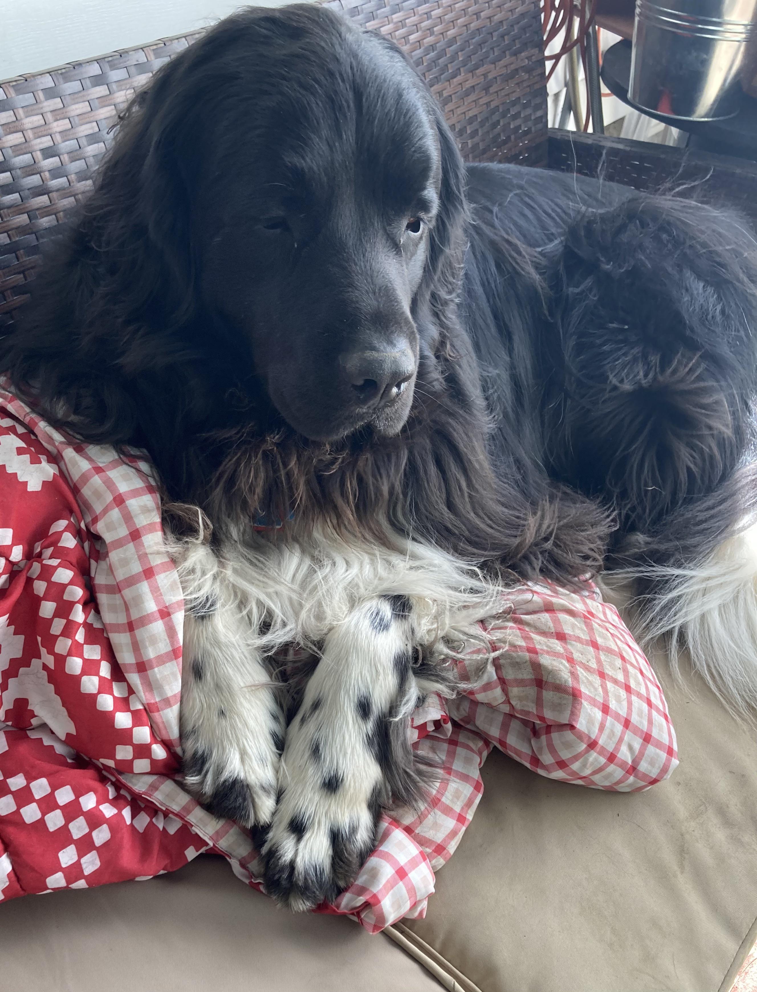 Salem looking floofy and content | Scrolller