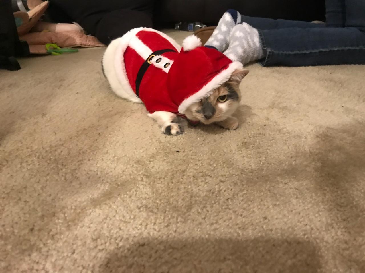 Santa claws is not amused. Must kill all the hoomans! | Scrolller