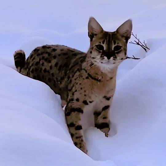 Savannah Cat confused by Snow | Scrolller