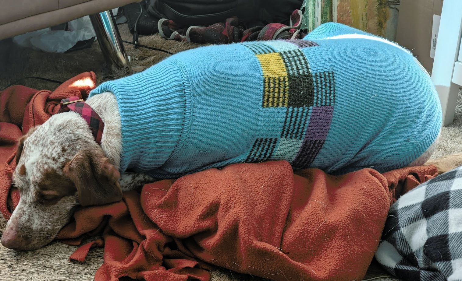 Scout was a chilli dog today | Scrolller