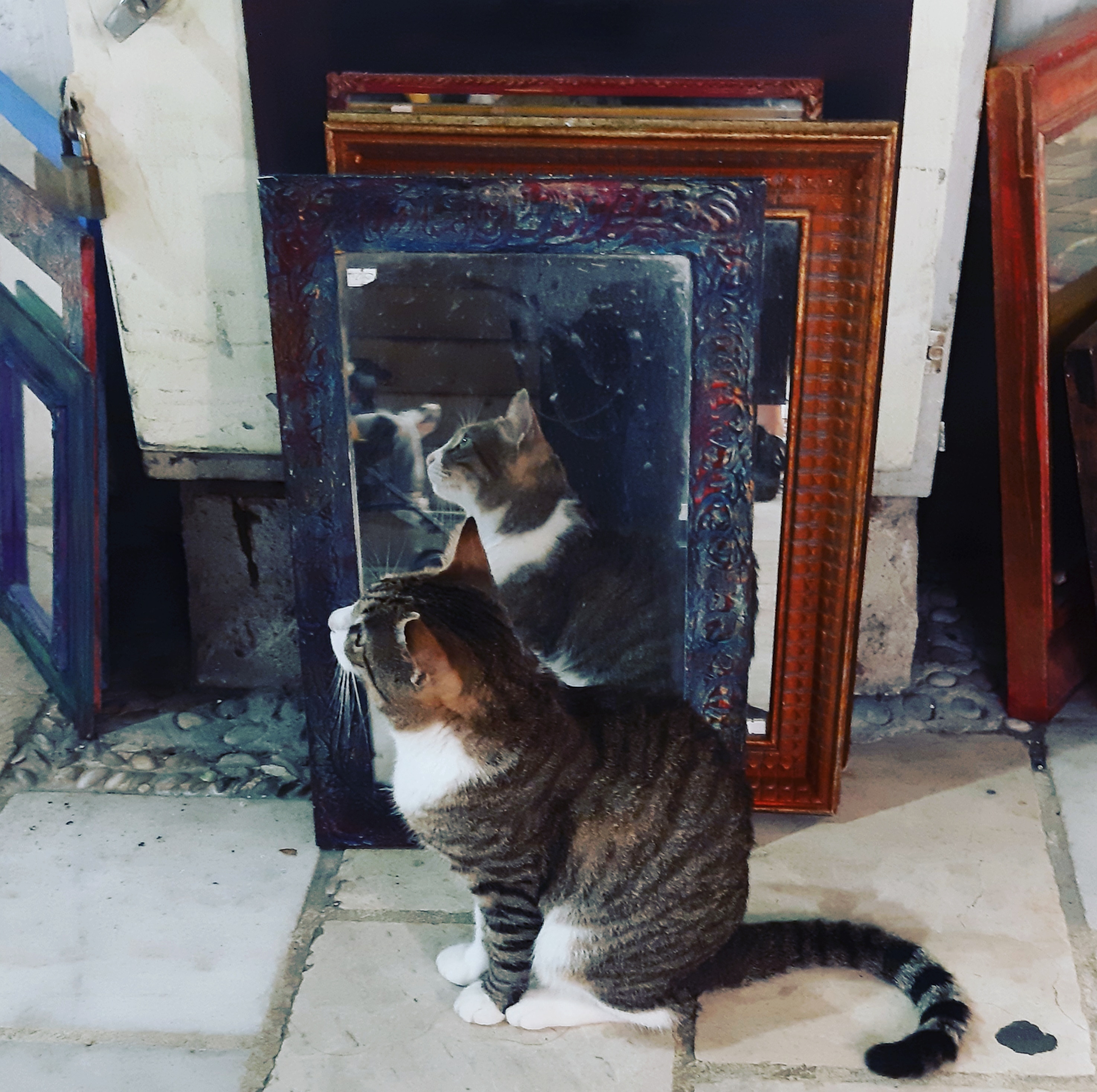 Self reflection | Scrolller