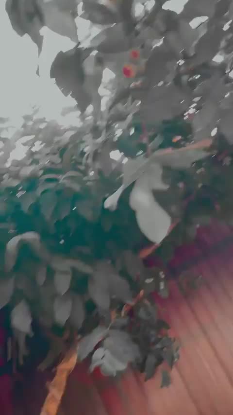 Sexy Navel Moves and Twerk | Scrolller