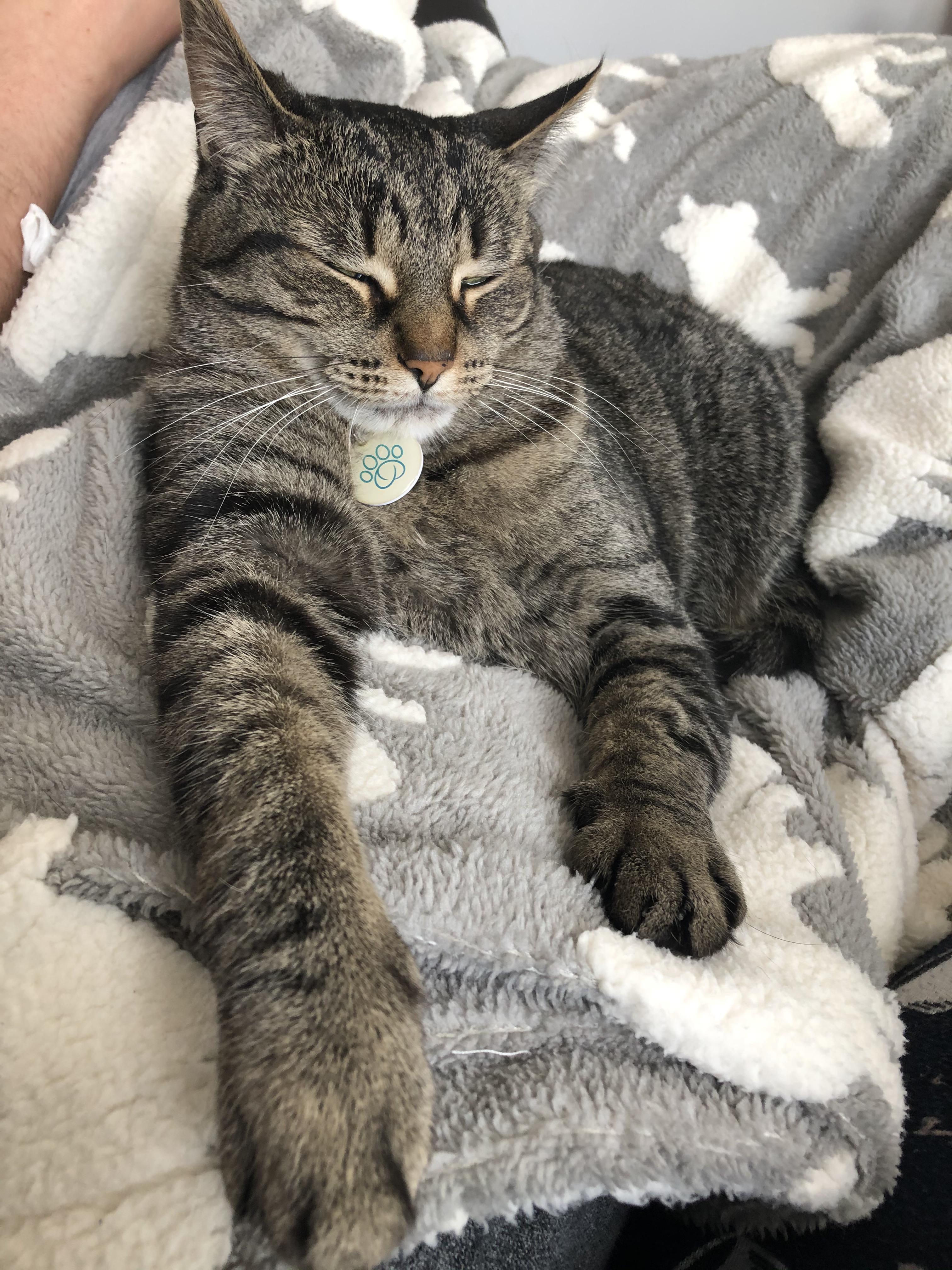 Shadow enjoying her post breakfast, pre-lunch nap | Scrolller