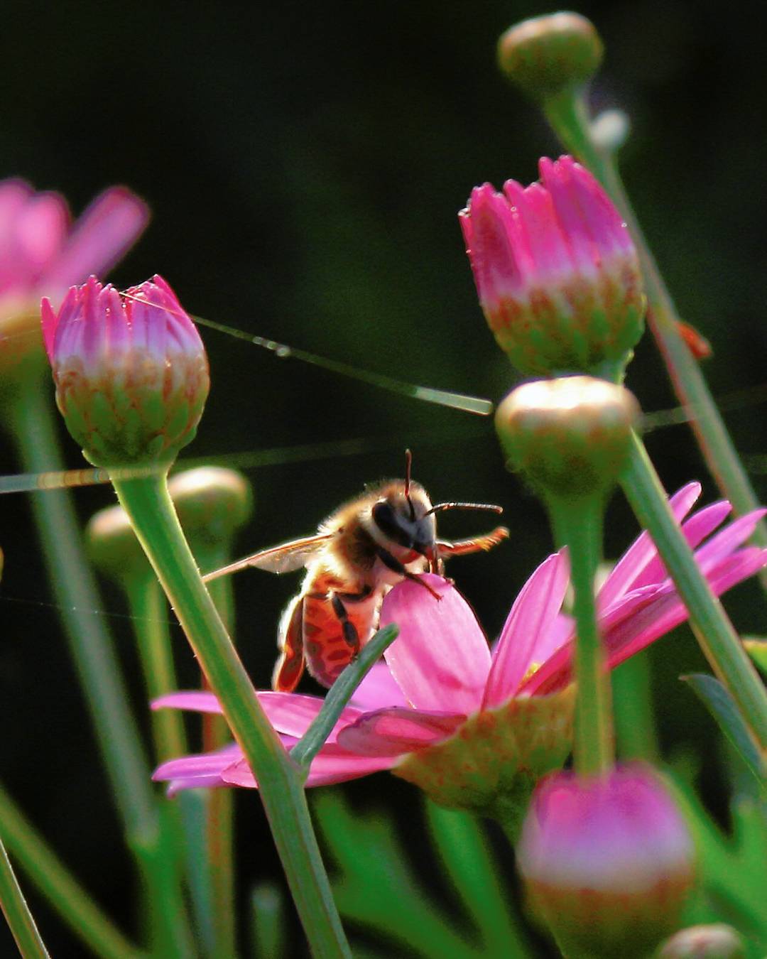Shasta Daisy (Leucanthemum weyrichii) with visitor [OC] | Scrolller