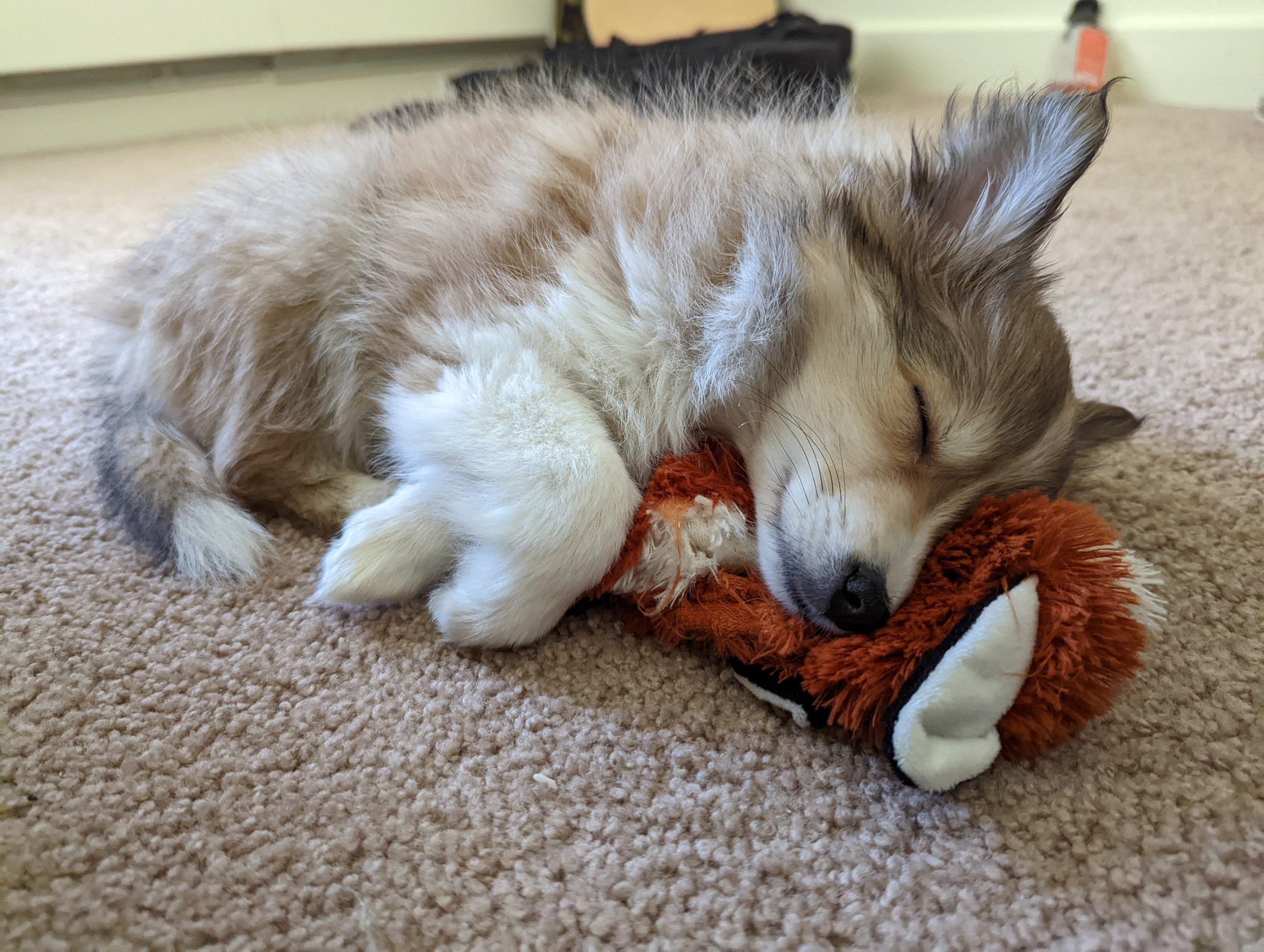 She Can’t Sleep Without a Pillow | Scrolller