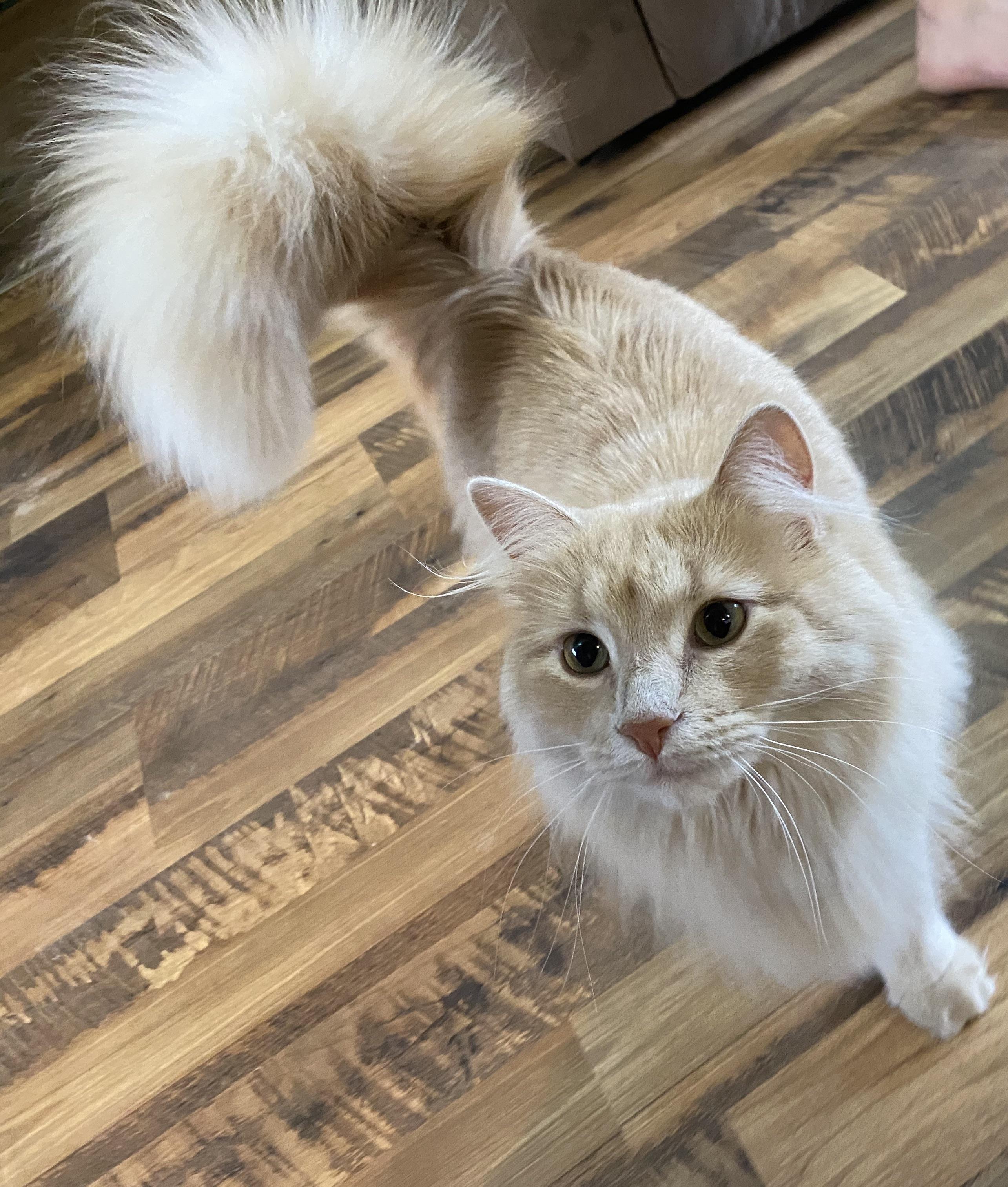 She just gets fluffier and fluffier | Scrolller