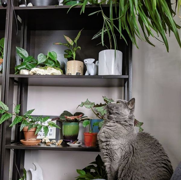 She likes to pretend she isn't about to chomp that spider plant 😂 | Scrolller