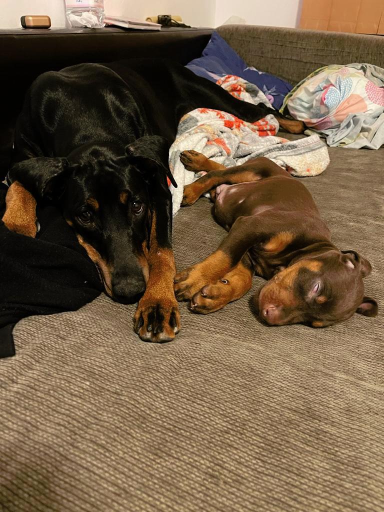 She protec | Scrolller