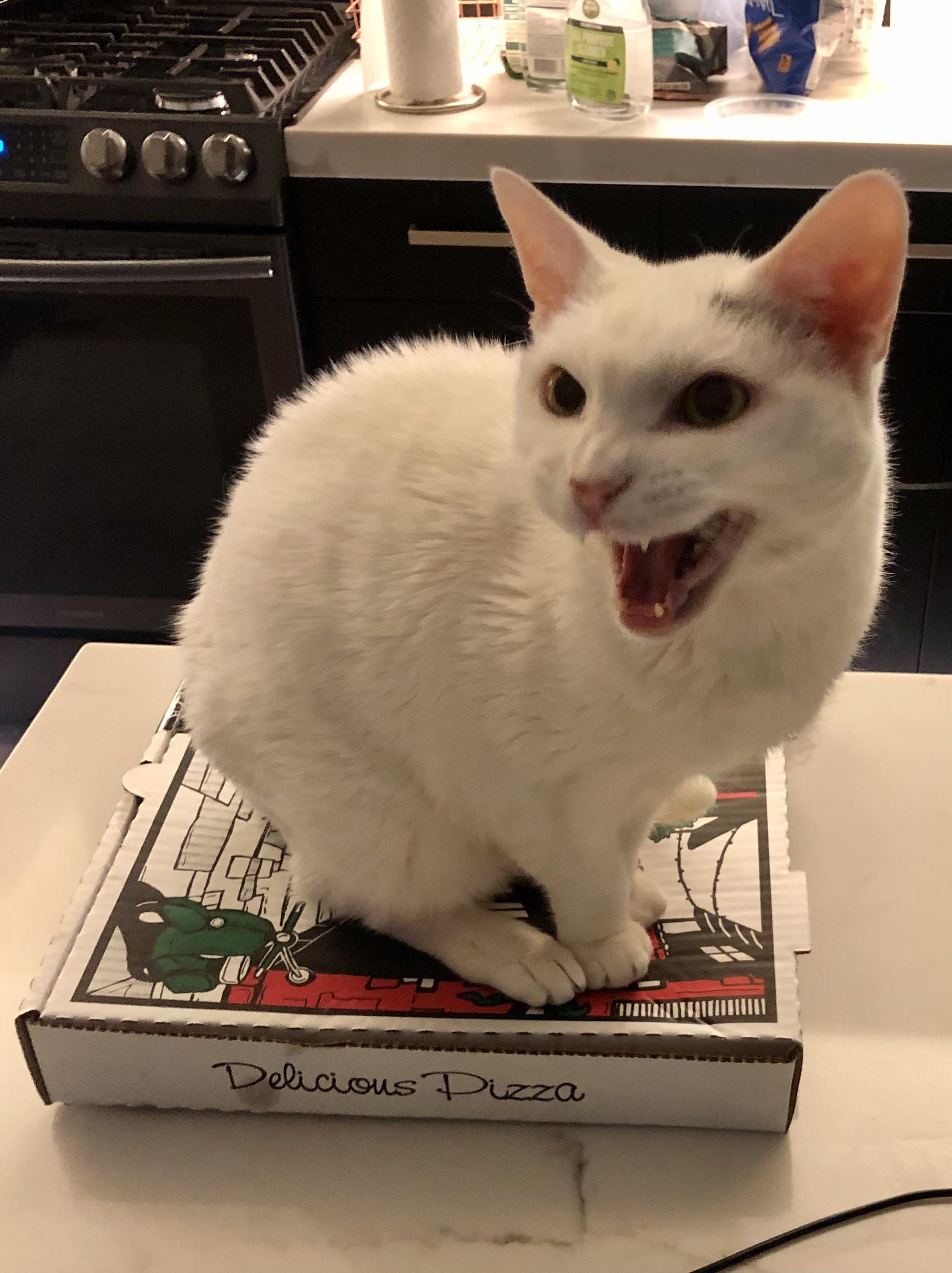 She’s a bit possessive of her pizza boxes!!! | Scrolller