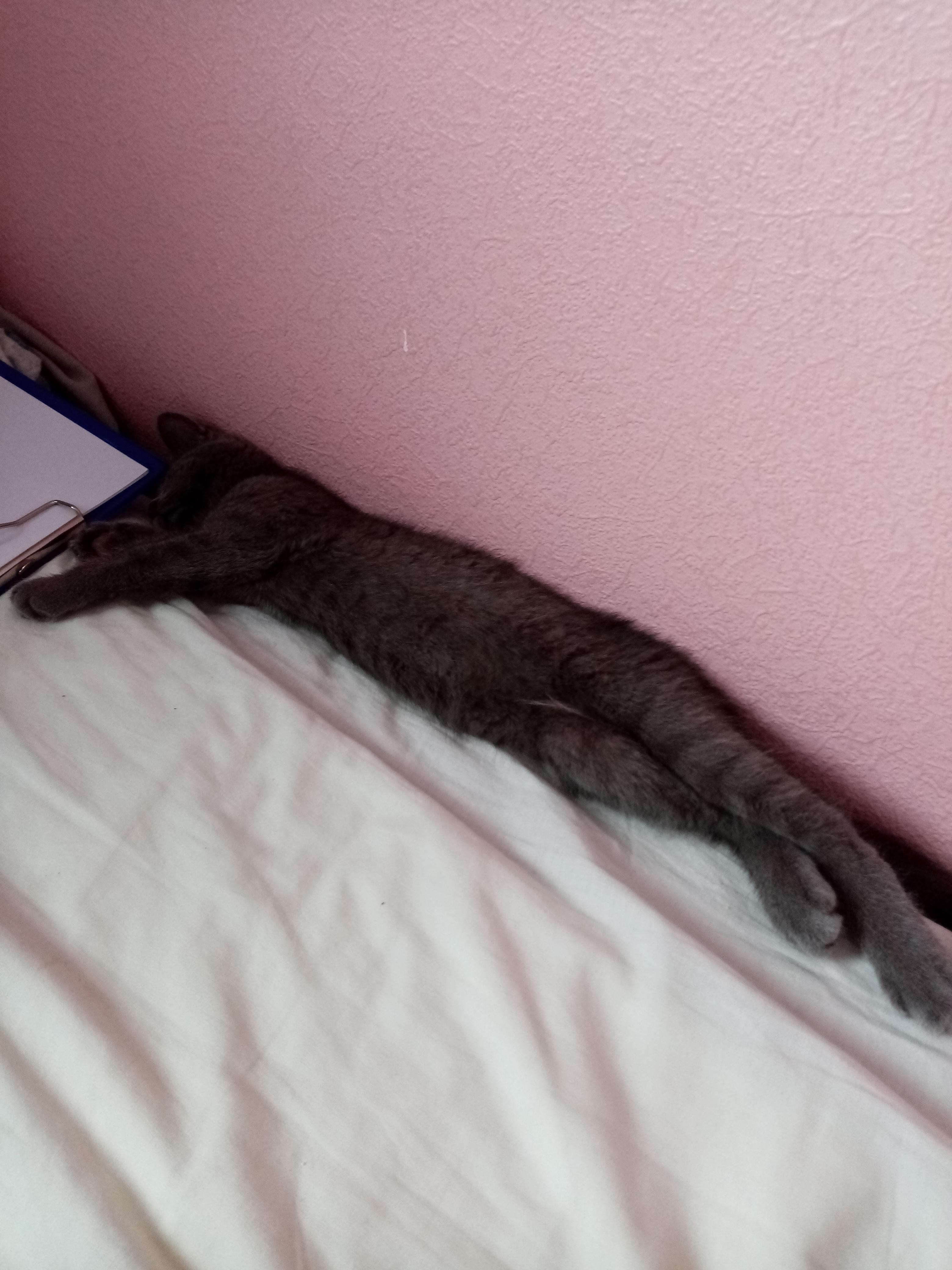 Shhh he's sleeping! | Scrolller