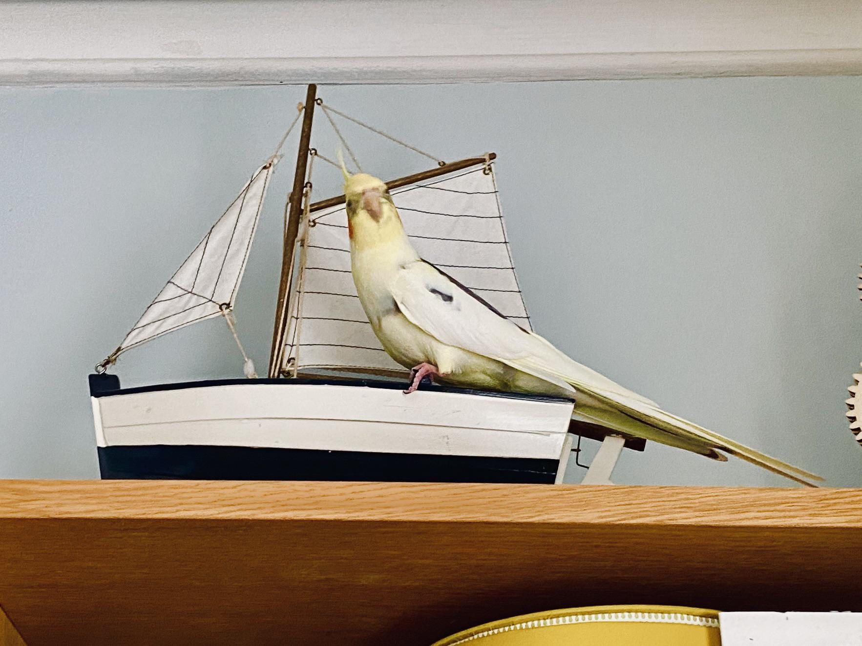 Ship ahoy! | Scrolller