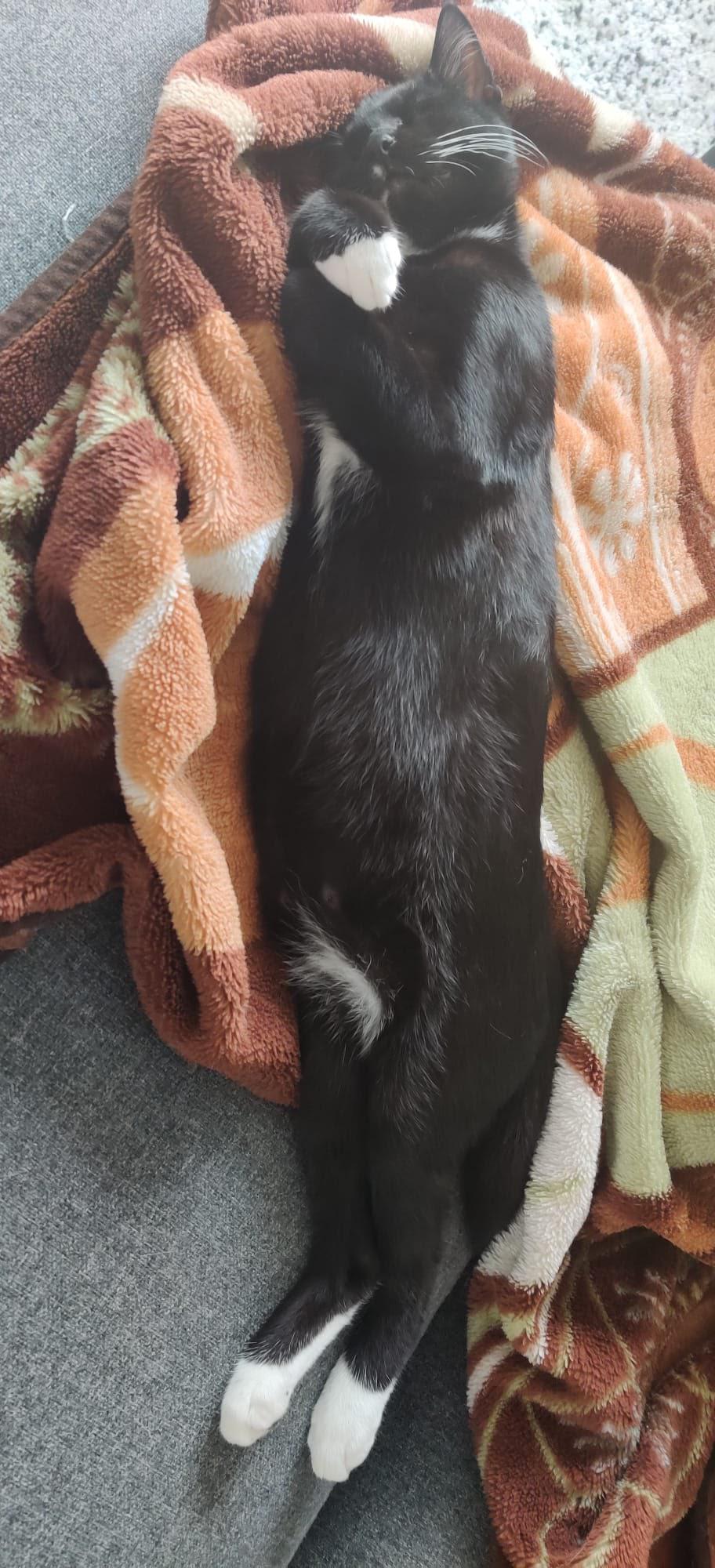 Short nap for a long cat | Scrolller