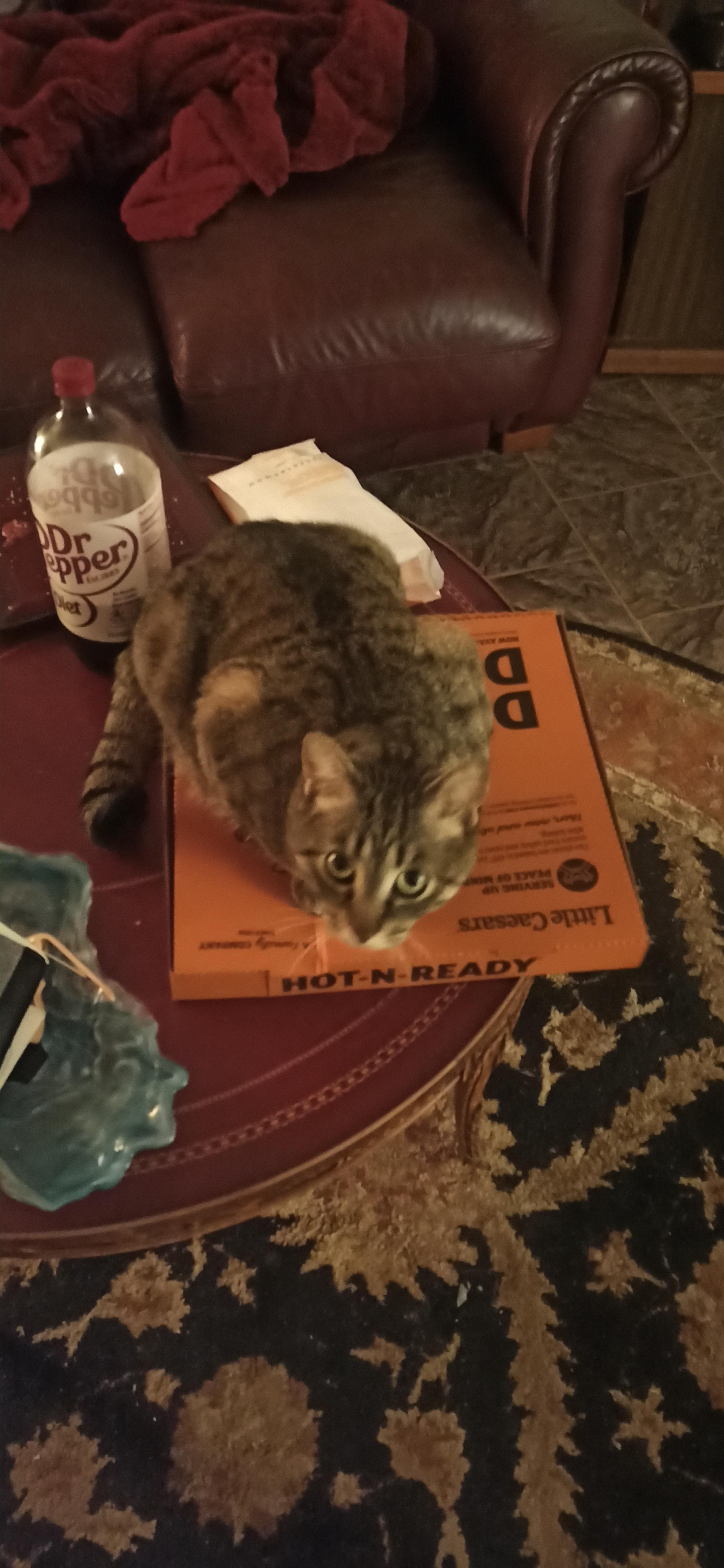 Should have know. He likes boxes... | Scrolller