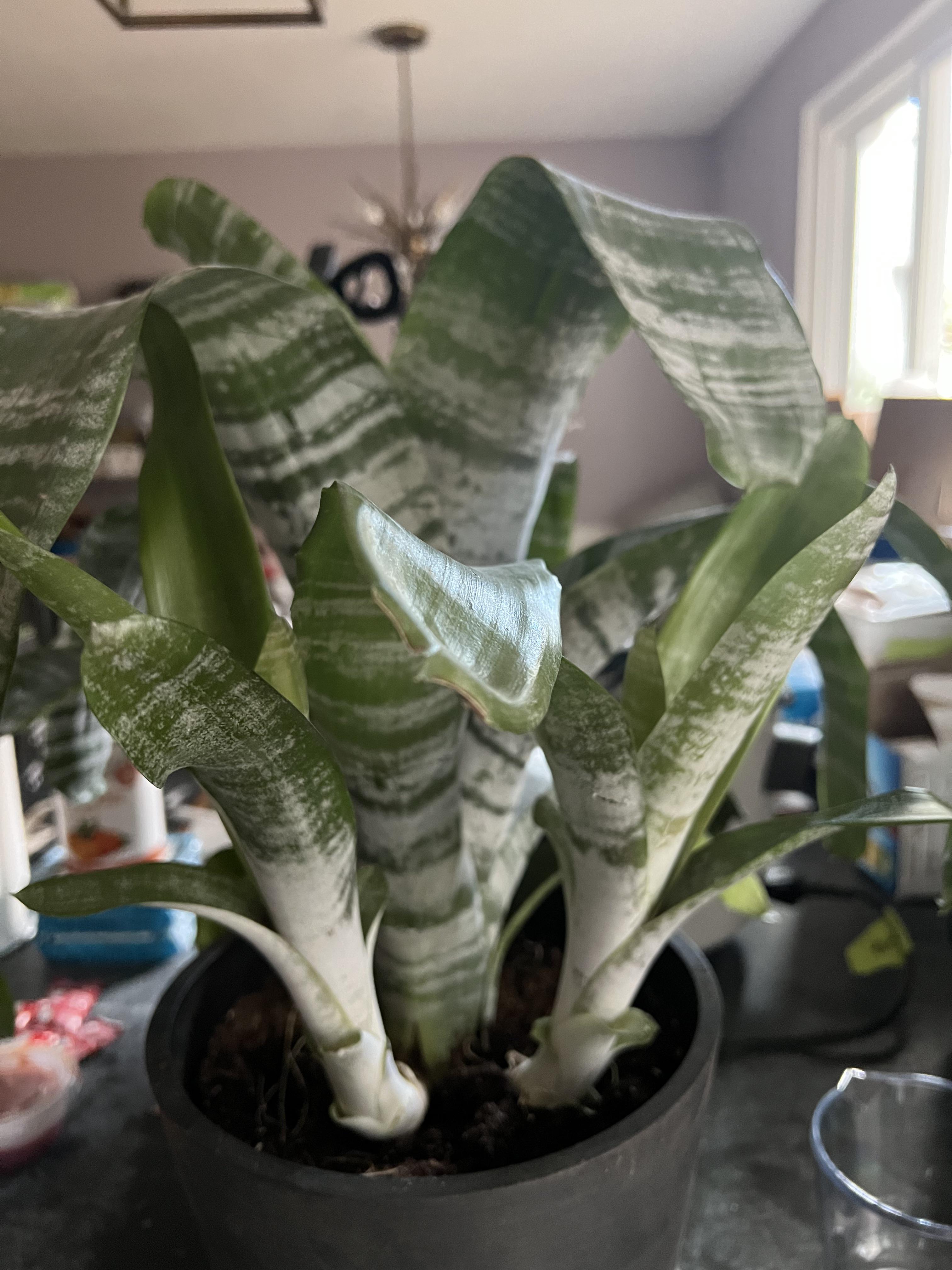 Should I repot these 2 pups or leave them with mom? | Scrolller