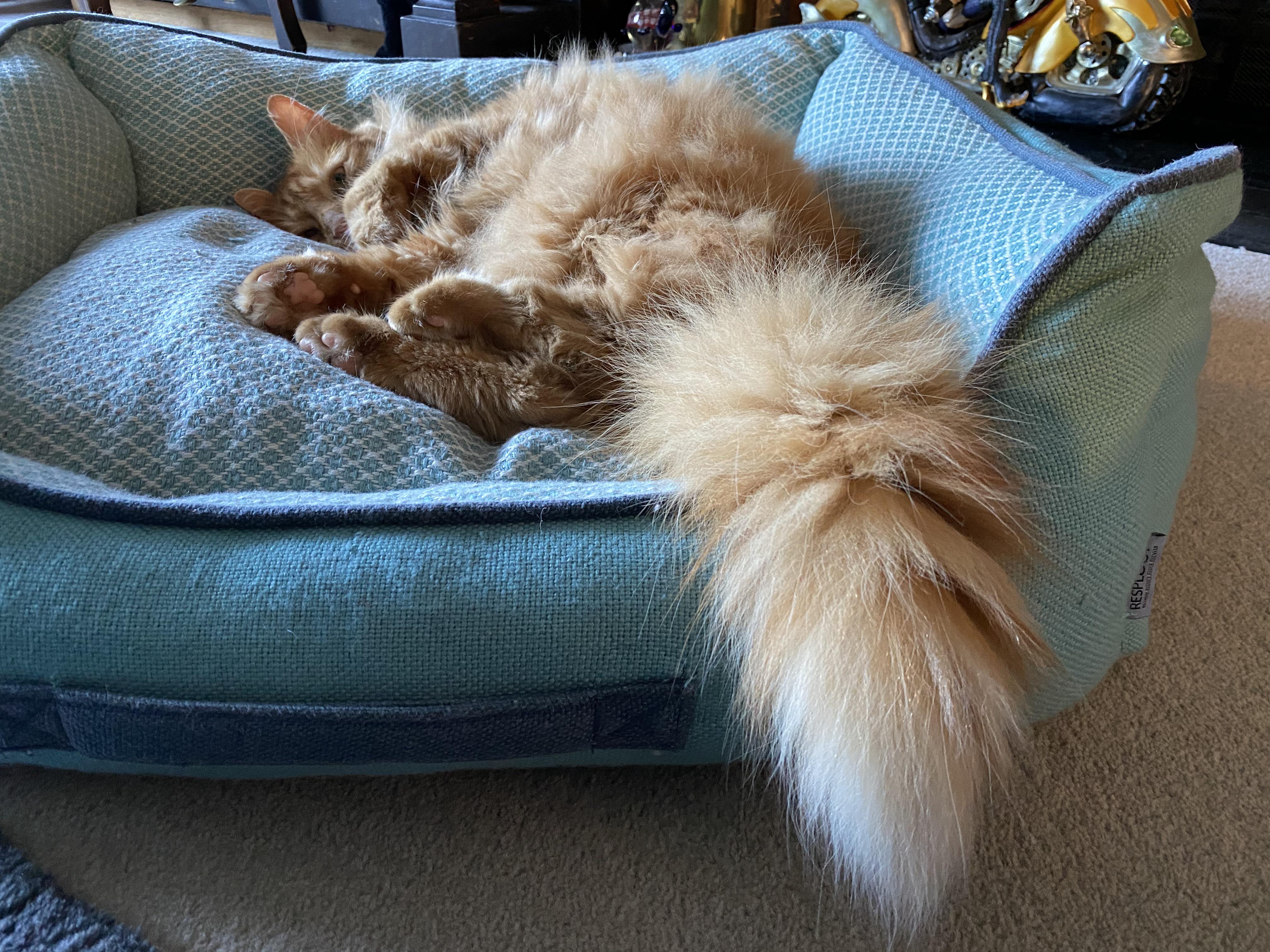 Showing off his bottlebrush | Scrolller