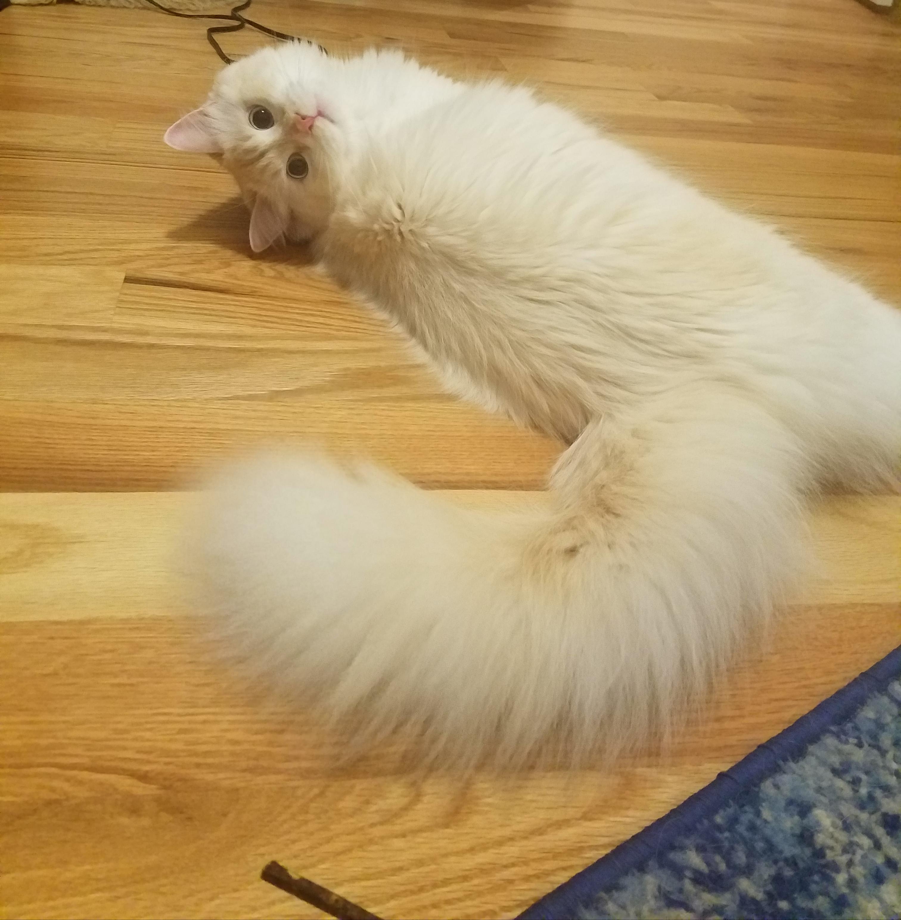 Showing off that fluffy tail | Scrolller