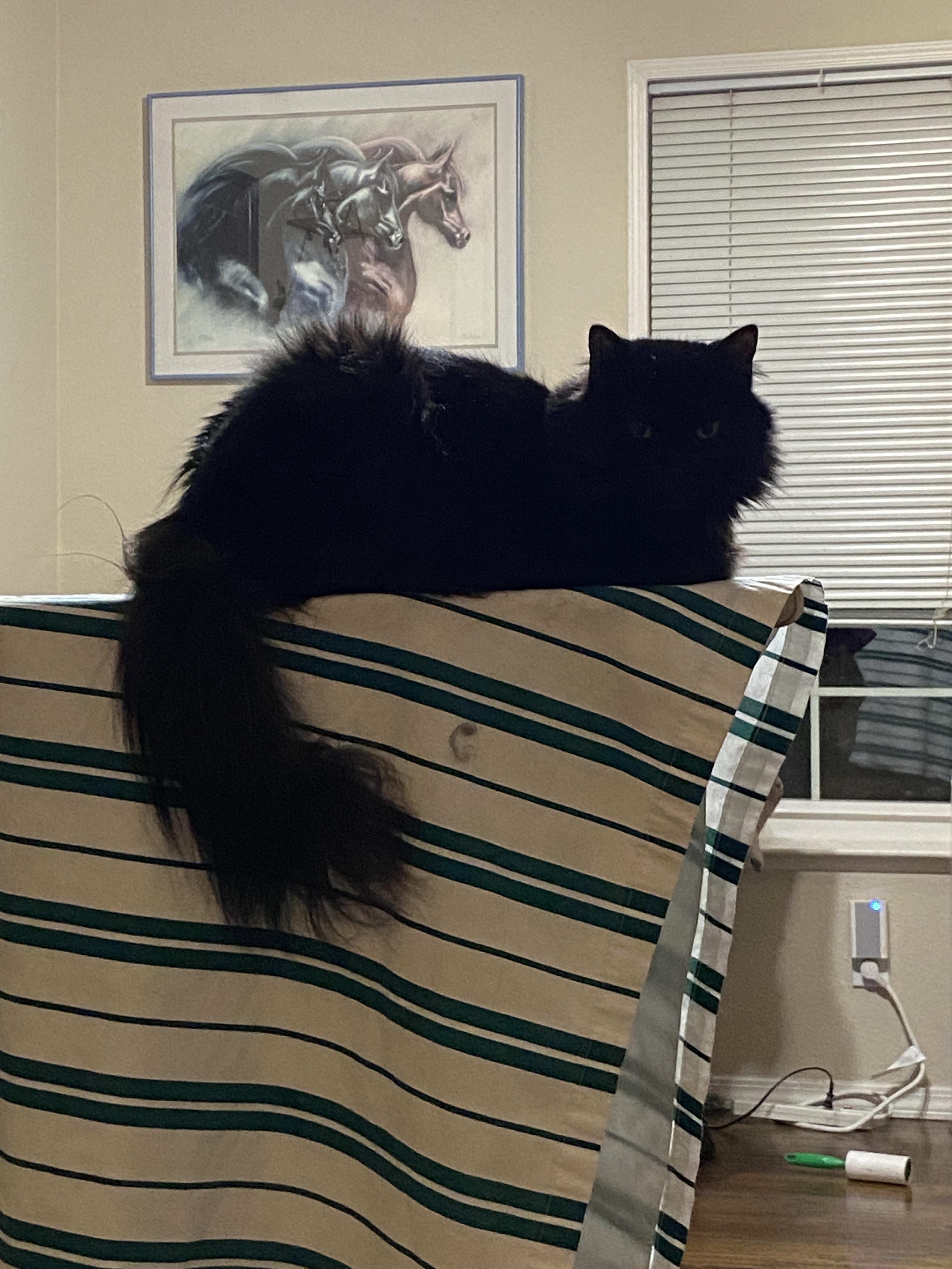 Showing off the glorious tail | Scrolller