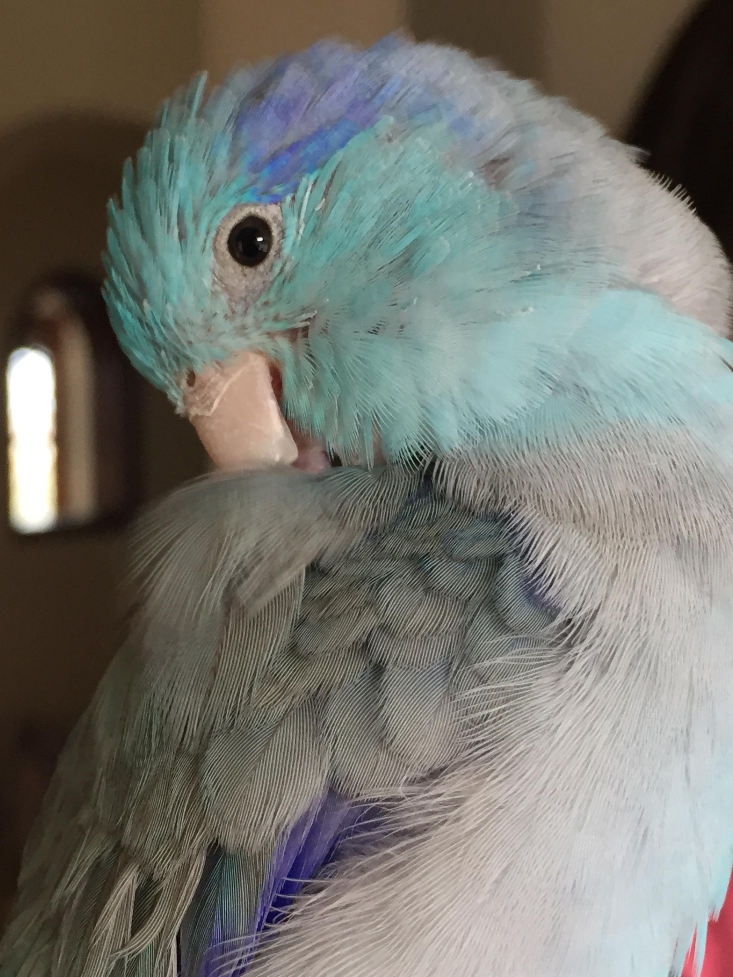 Shy Boy! | Scrolller